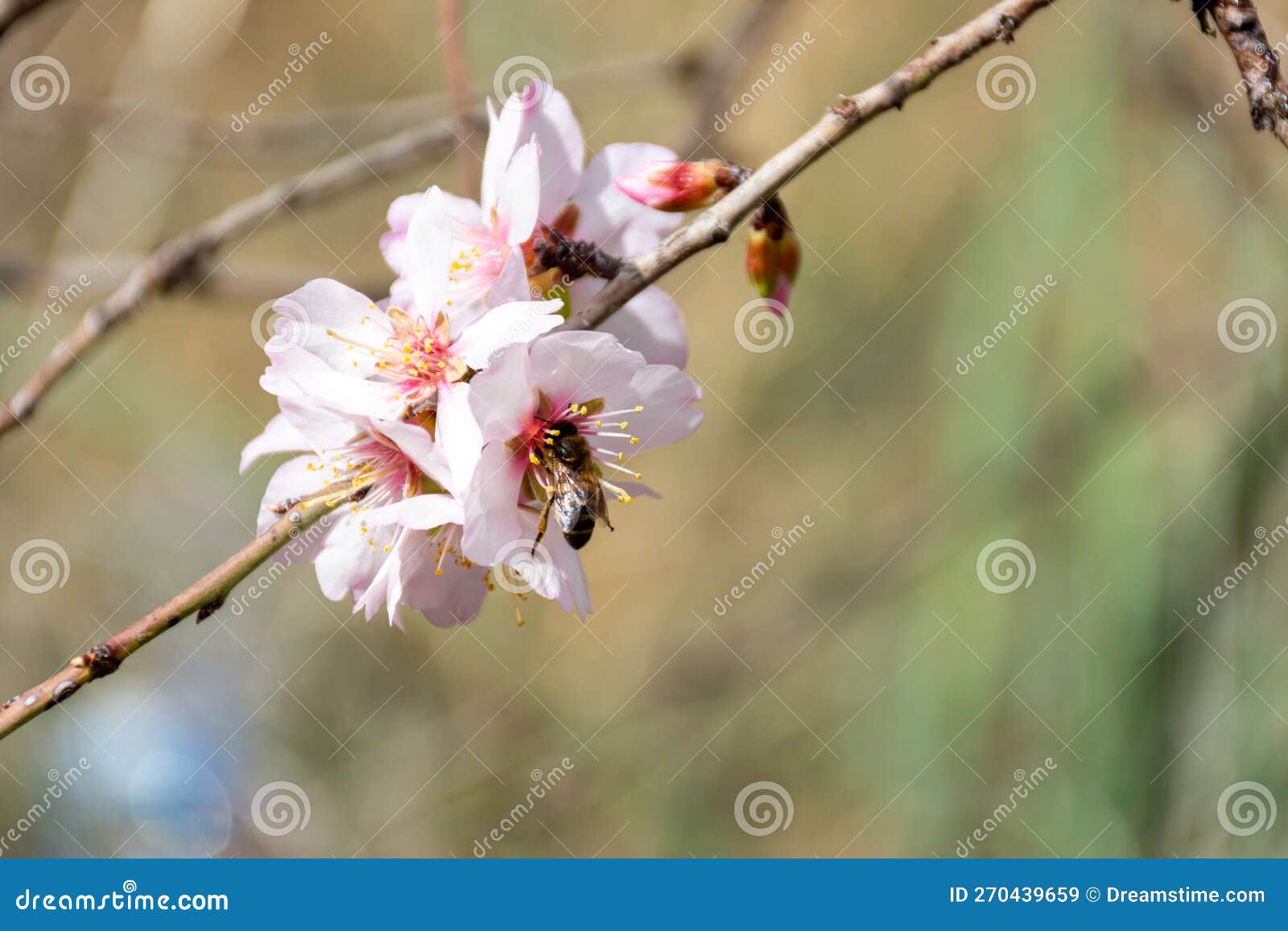 Close-up Honey Bee Pollinating Almond Blossoms. Stock Image - Image of ...