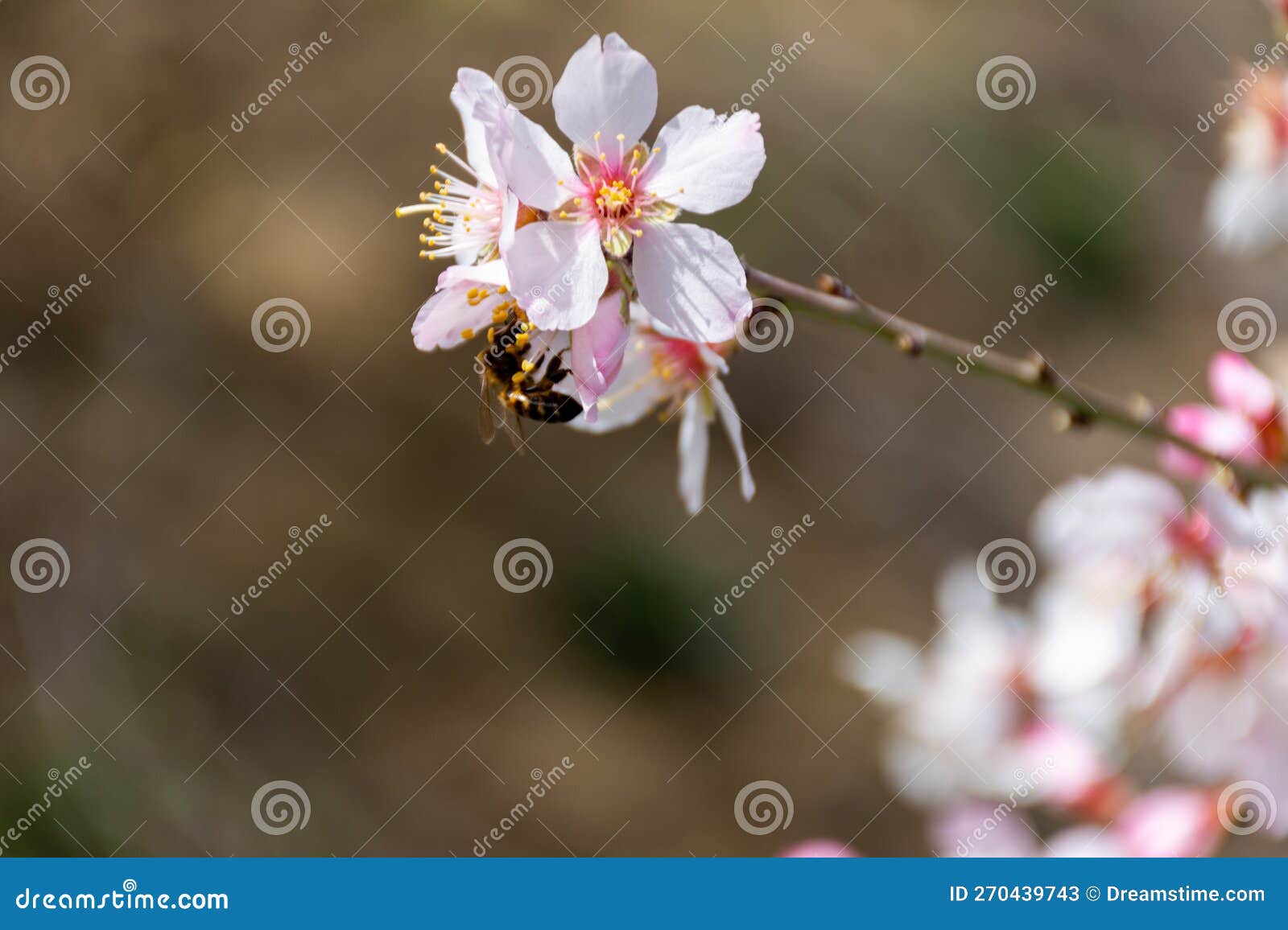 Close-up Honey Bee Pollinating Almond Blossoms. Stock Image - Image of ...