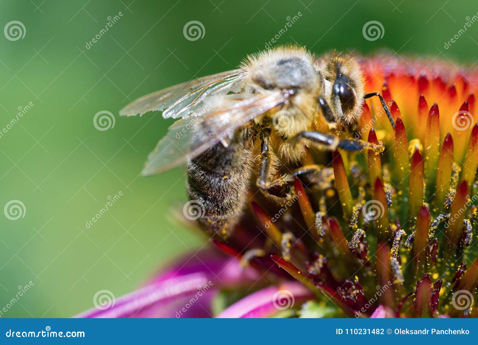 Close-up of a Honey Bee Pollinating the Purple Flower Stock Photo ...