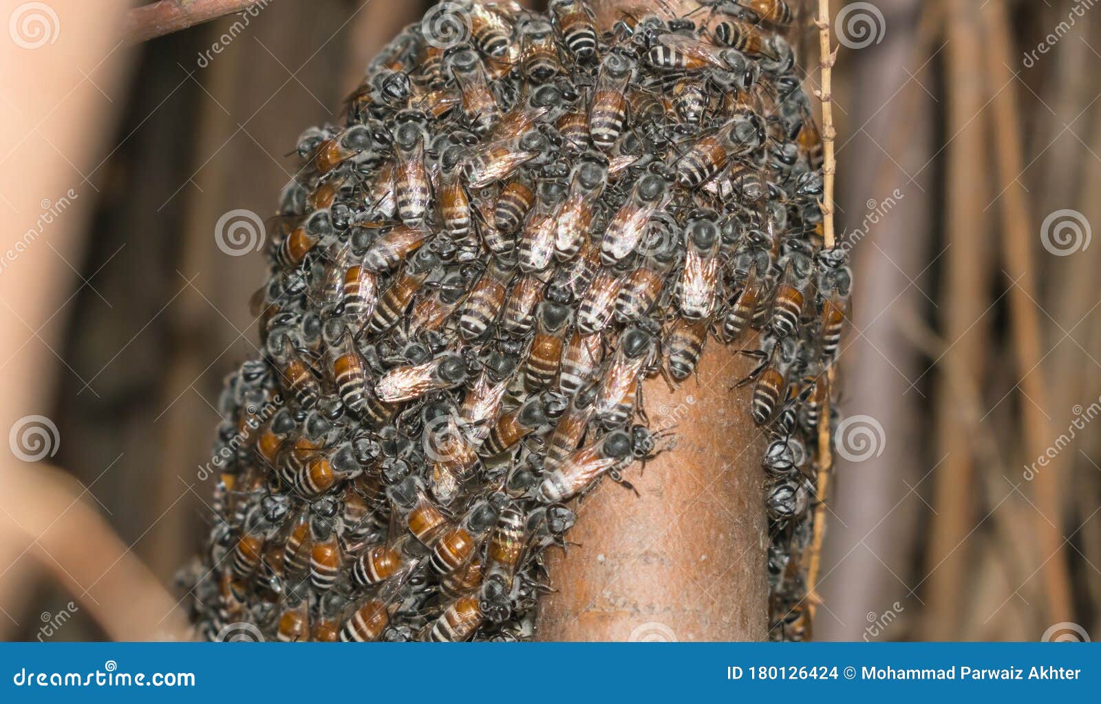 Close Up of Honey Comb.Bee Hive Stock Photo - Image of frame ...