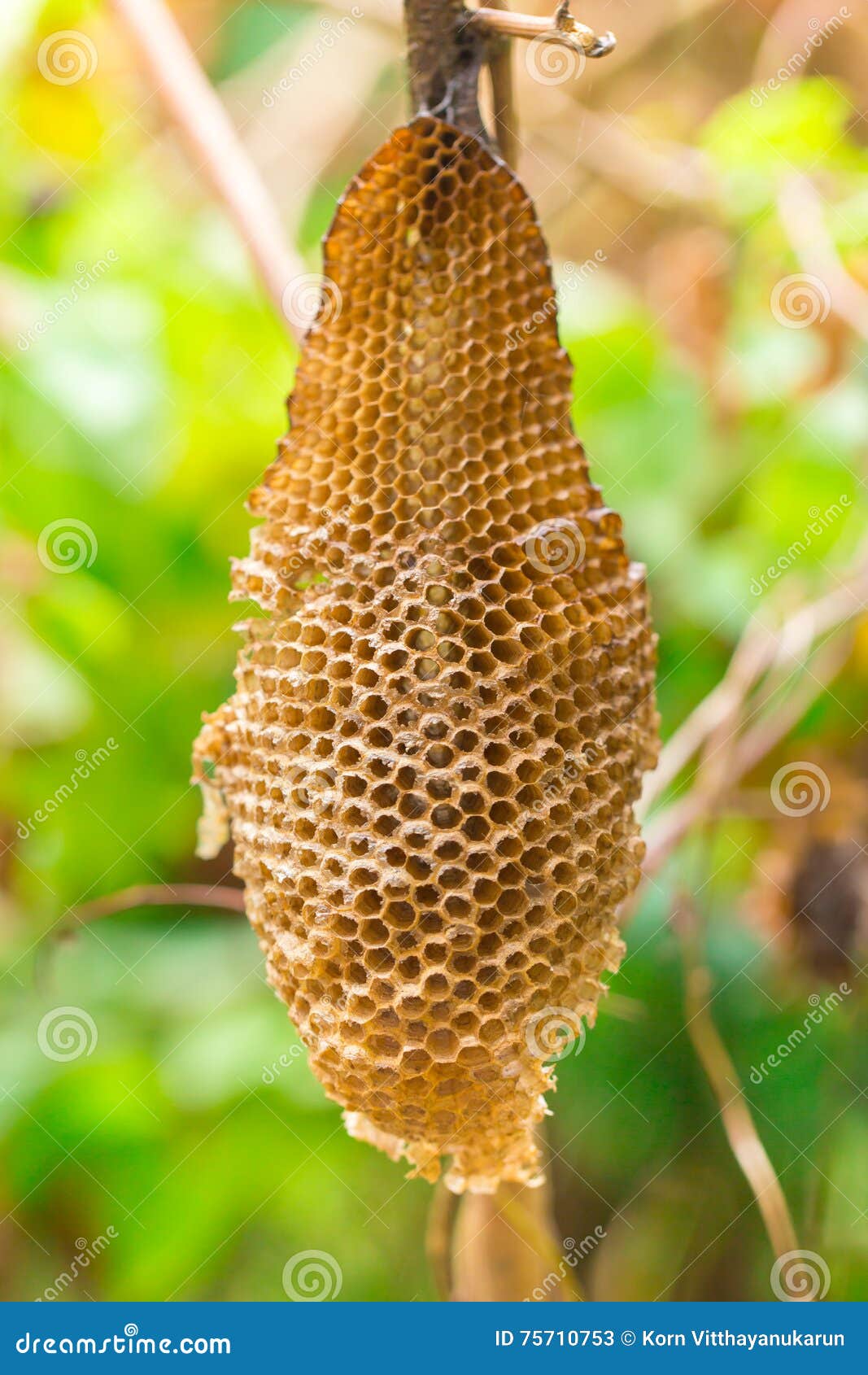 Close Up Honeycomb Empty No Bee Inside. Stock Image - Image of empty ...
