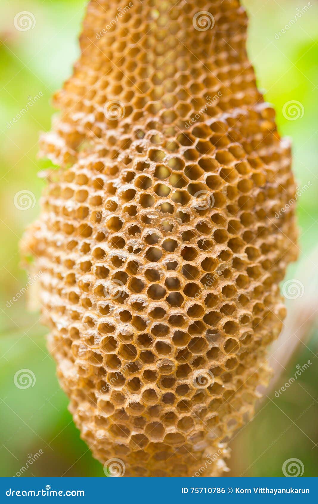 Close Up Honeycomb Empty No Bee Inside. Stock Photo - Image of shape ...