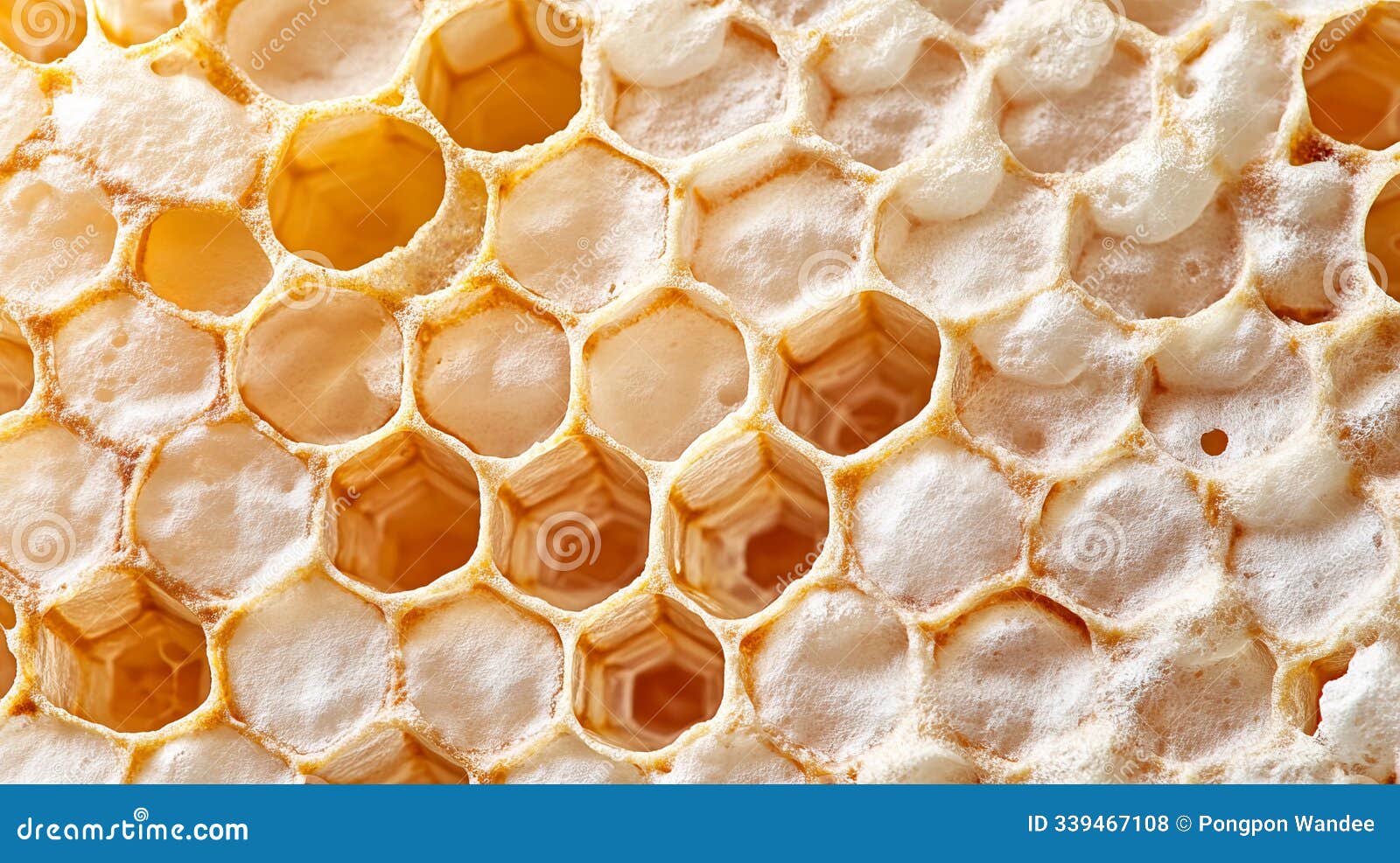 Close-up of Honeycomb Structure Inside Beehive Stock Illustration ...