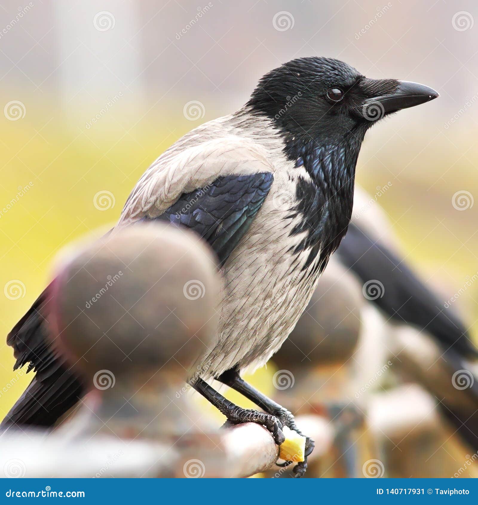 Close up of hooded crow stock image. Image of grey, avian - 140717931