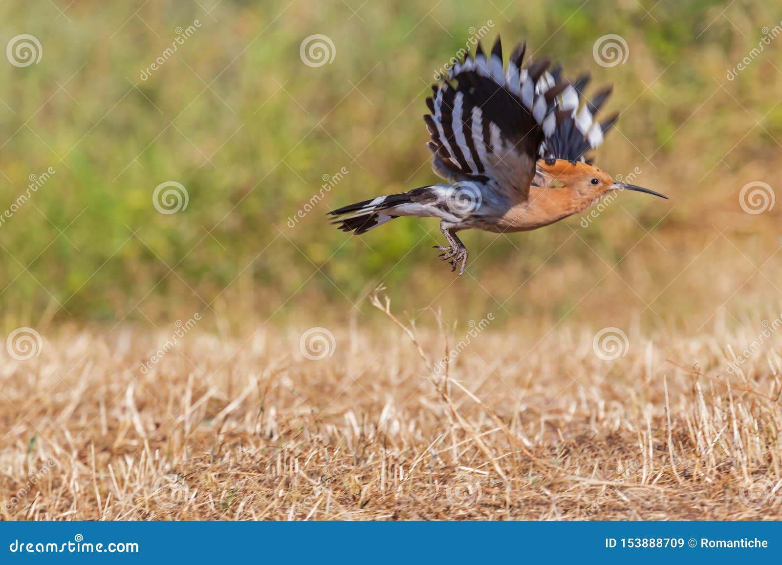 Close Up of Hoopoe at Flight Stock Image - Image of field, fauna: 153888709