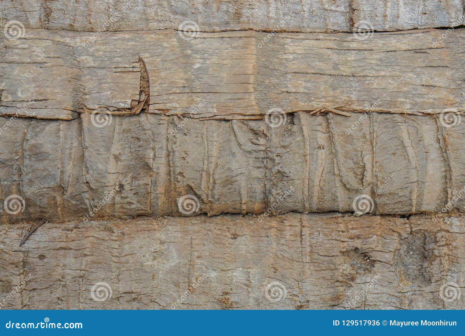 Horizontal Coconut Tree Trunk Texture Stock Photo - Image of abstract ...