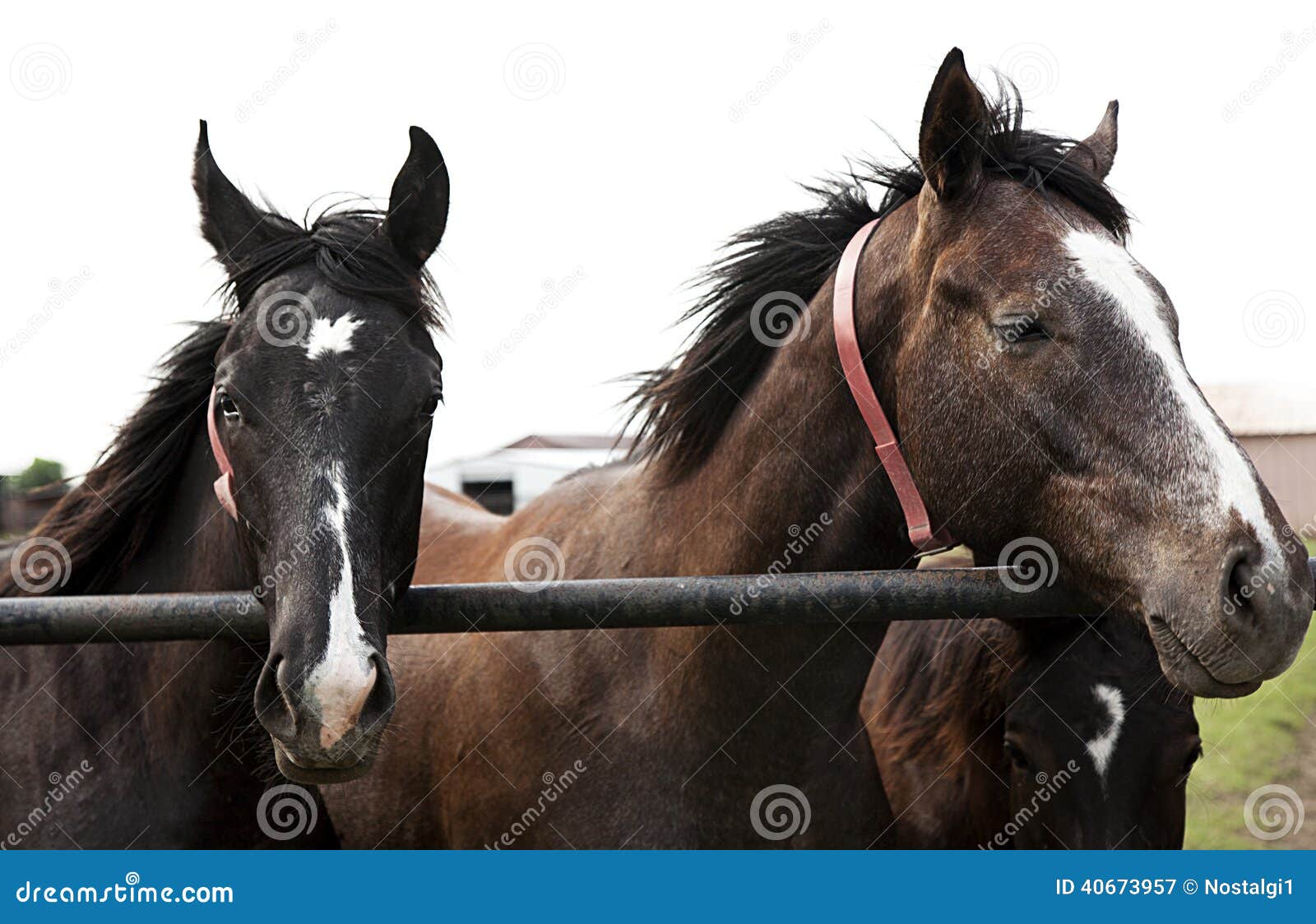 Close-up Horizontal Portrait of Two Horses. Stock Image - Image of ...