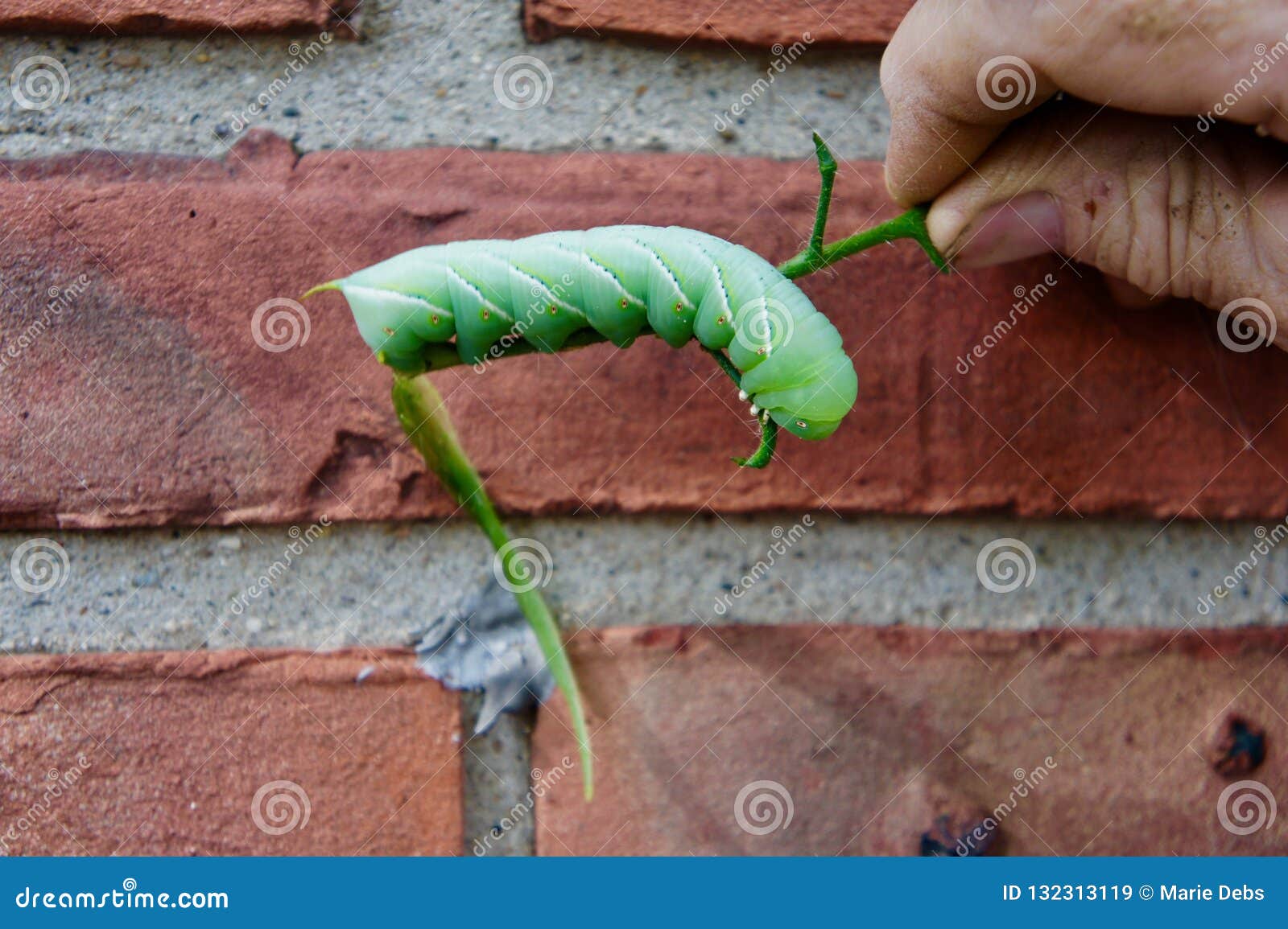 Close-Up of a Hornworm stock image. Image of garden - 132313119
