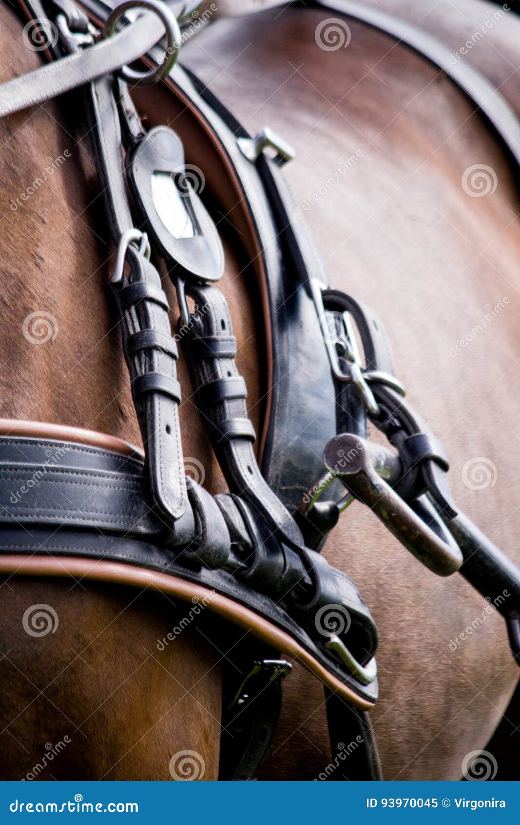 Close Up of Horse Drawn Carriage Tack Stock Image - Image of horseman ...
