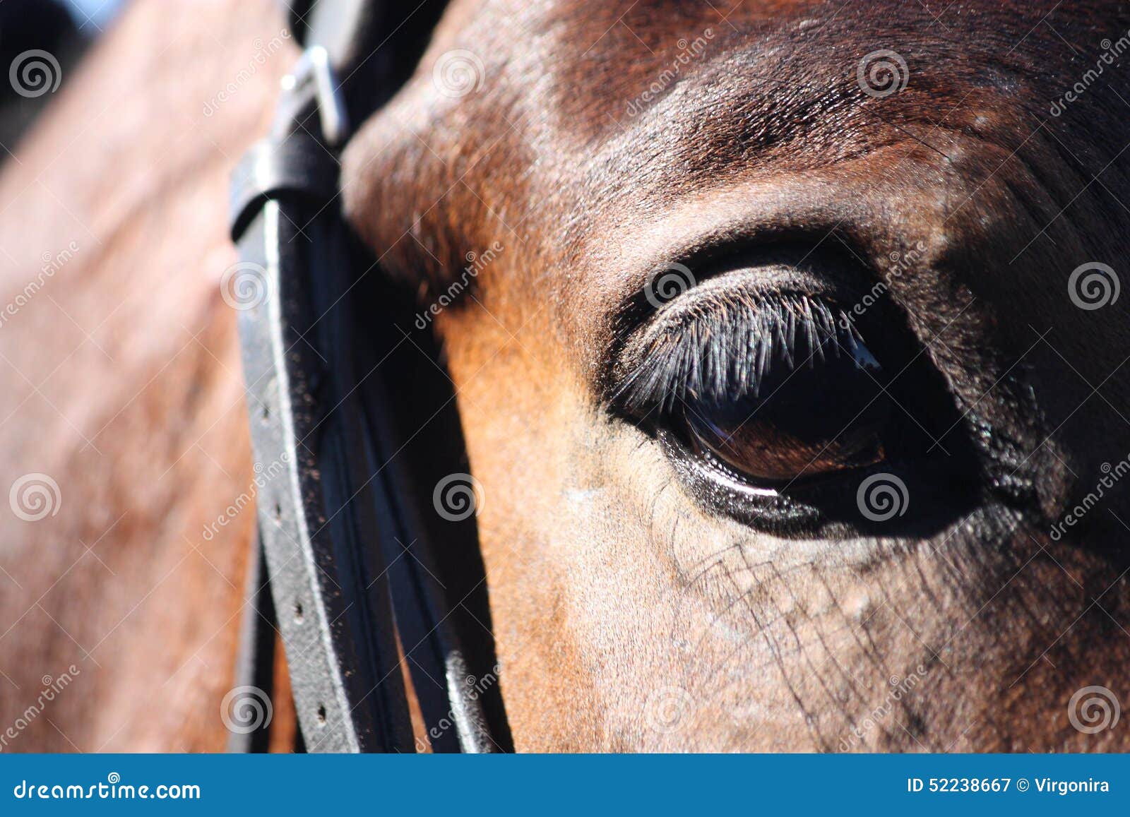 Close Up of Horse Eye with Bridle Stock Image - Image of horse, show ...