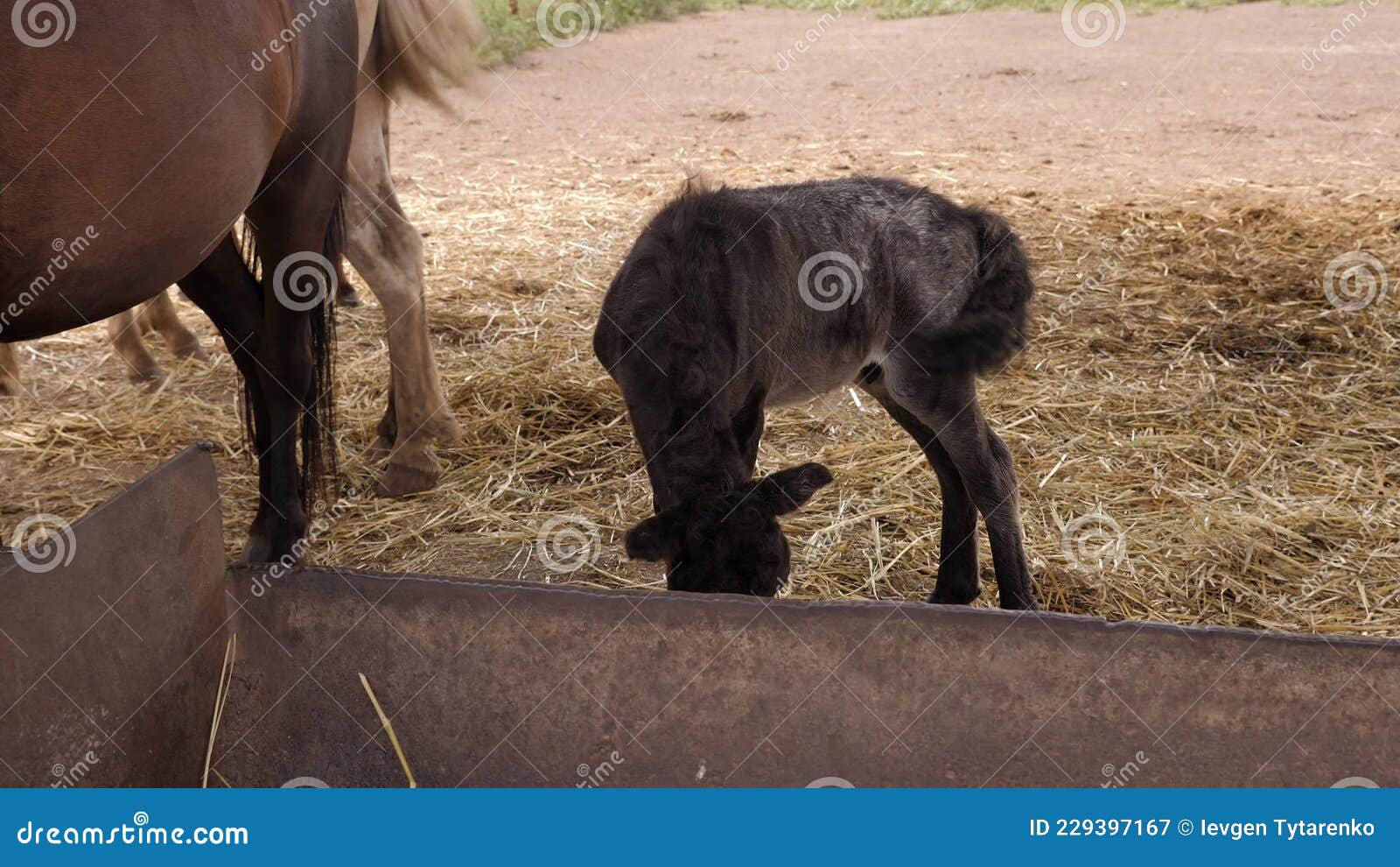 Close-up of a Horse and a Foal Eating Hay in a Paddock in Summer. Stock ...