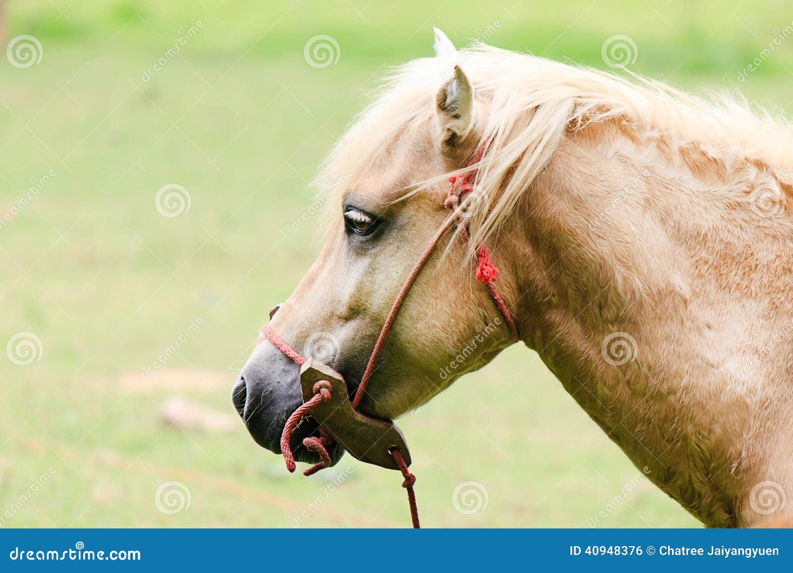 Close Up on Horse Head Side View Stock Photo - Image of graze, brown ...
