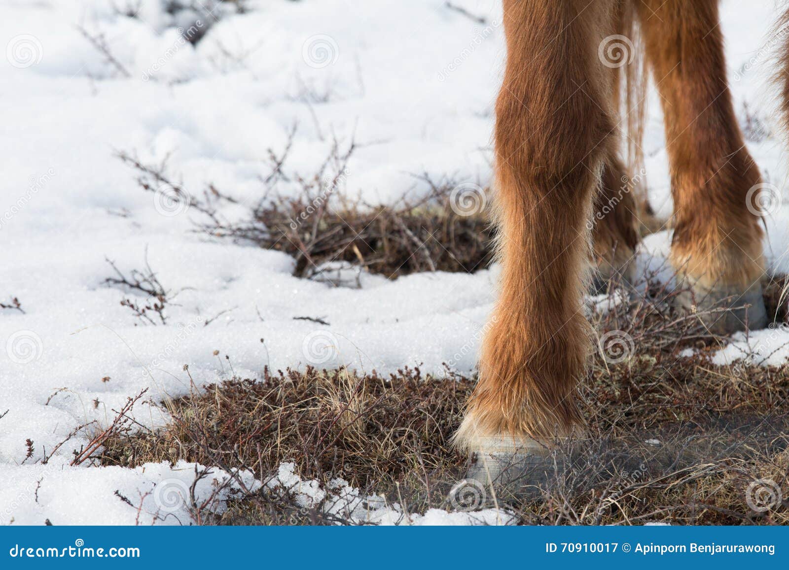 Close Up of Horse Legs on Snow Stock Image - Image of mammal, meadow ...