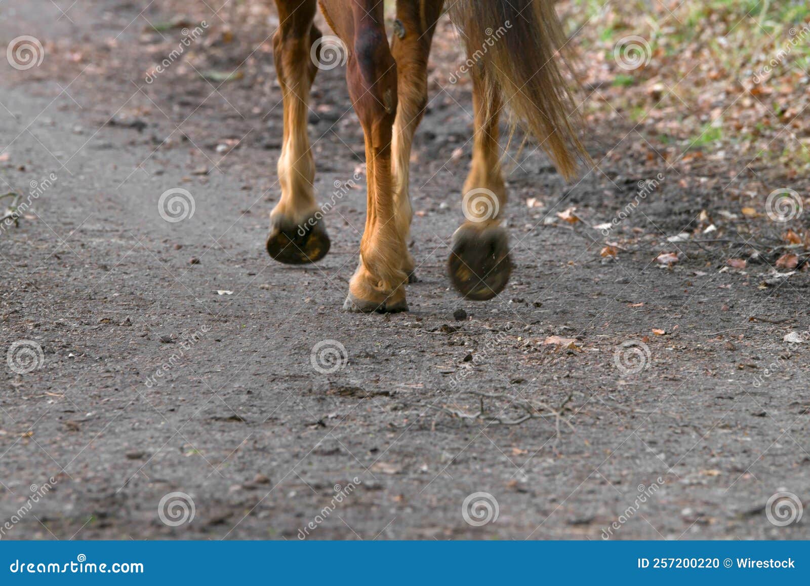Close Up Horse Legs Walking Stock Photo - Image of mammal, stallion ...