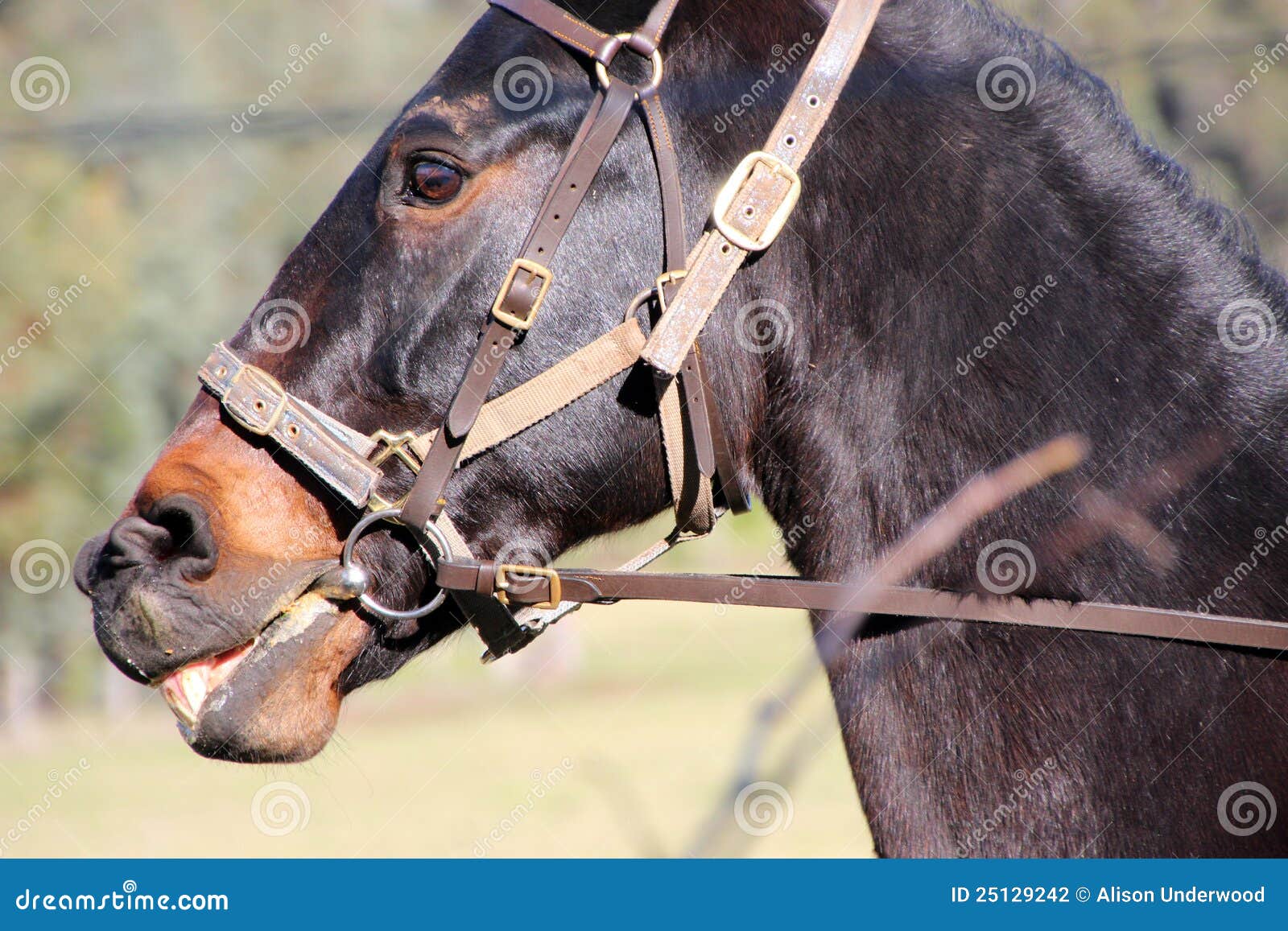 Close up of Horse's Head stock photo. Image of close - 25129242
