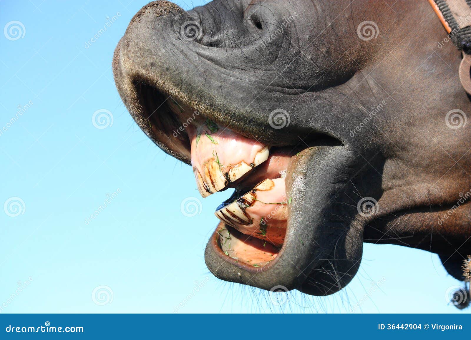 Close up of horse teeth stock photo. Image of funny, caries - 36442904