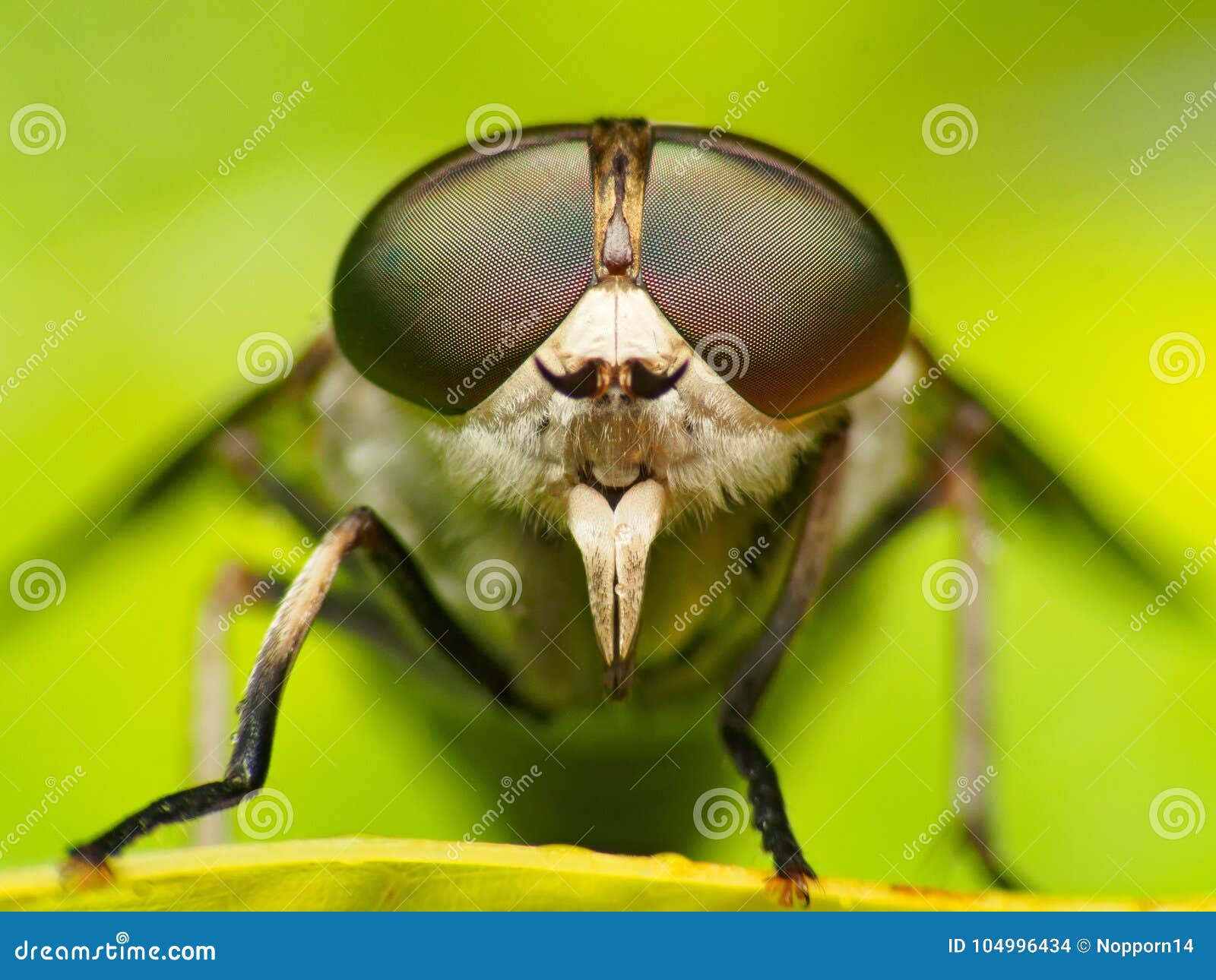 Insect Hunter Attacks. Mantis Is A Terrible Monster Of Wildlife. Stock ...