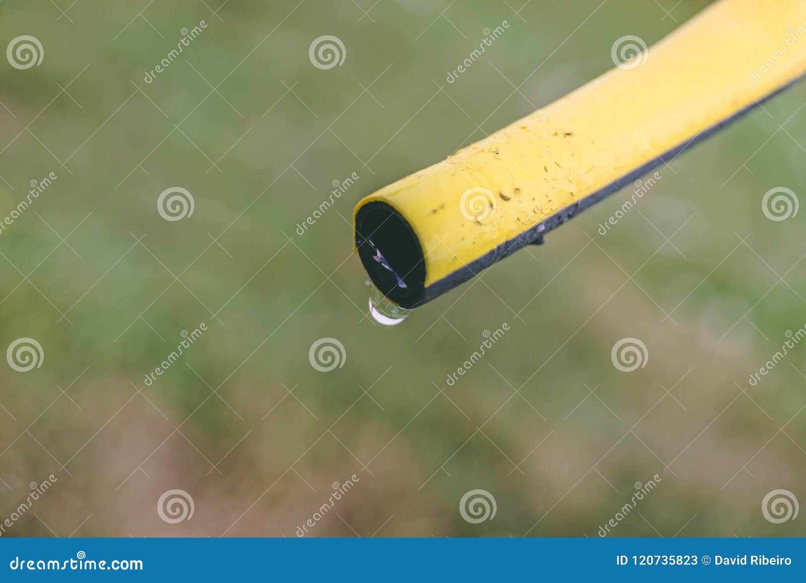 Close Up of a Hose Pipe with a Drop of Water Dripping and Grass on the ...