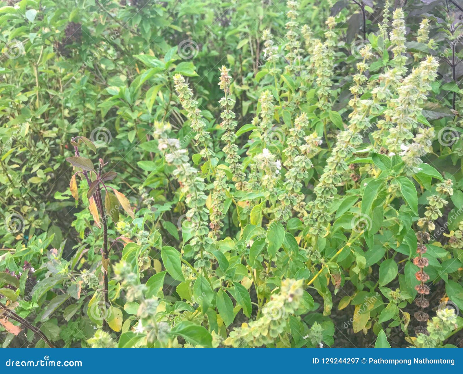 Close Up of Hot Basil Plant Stock Image - Image of herb, green: 129244297