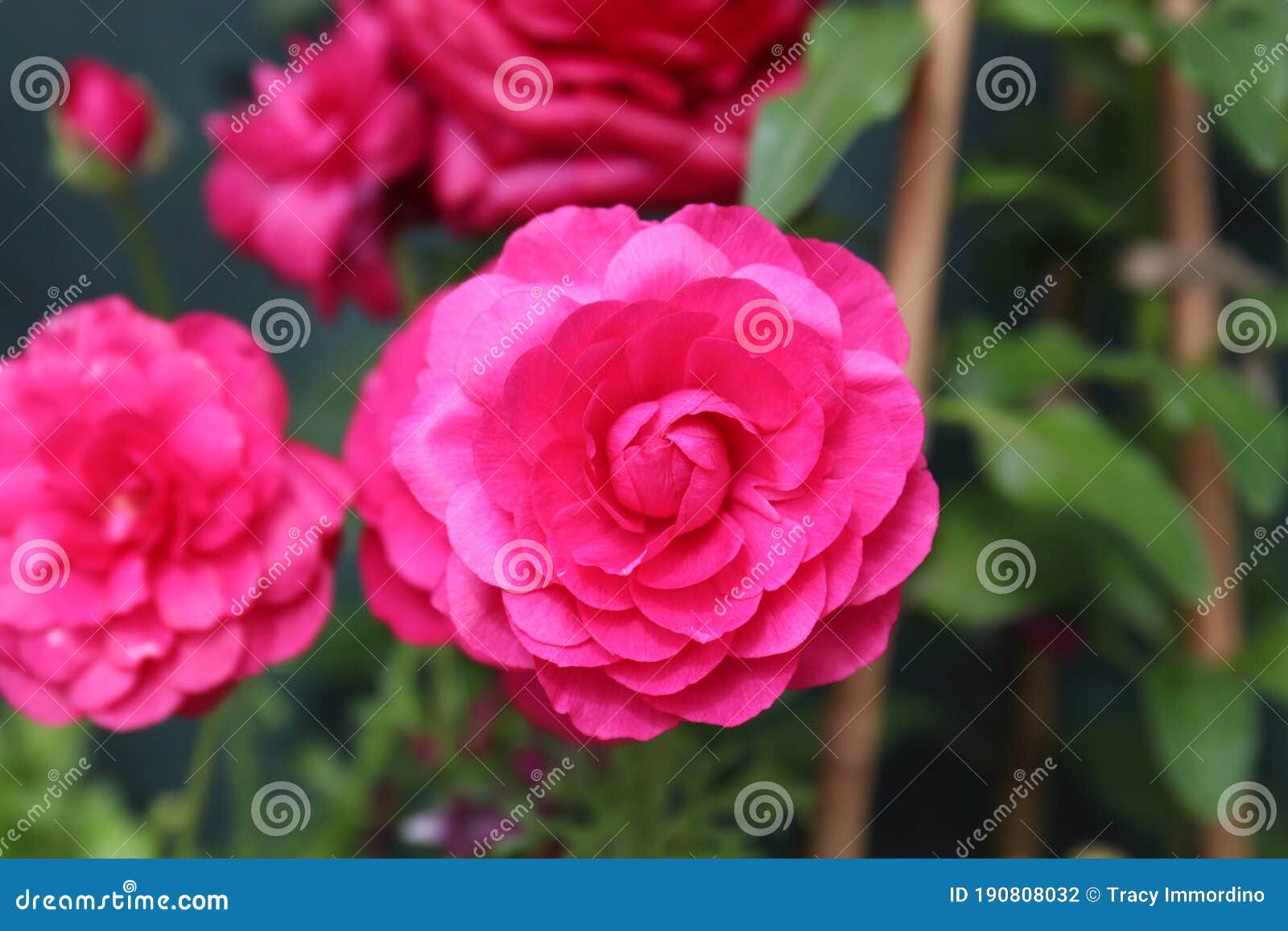 Close Up of a Hot Pink Ranunculus Flower Stock Photo - Image of ...