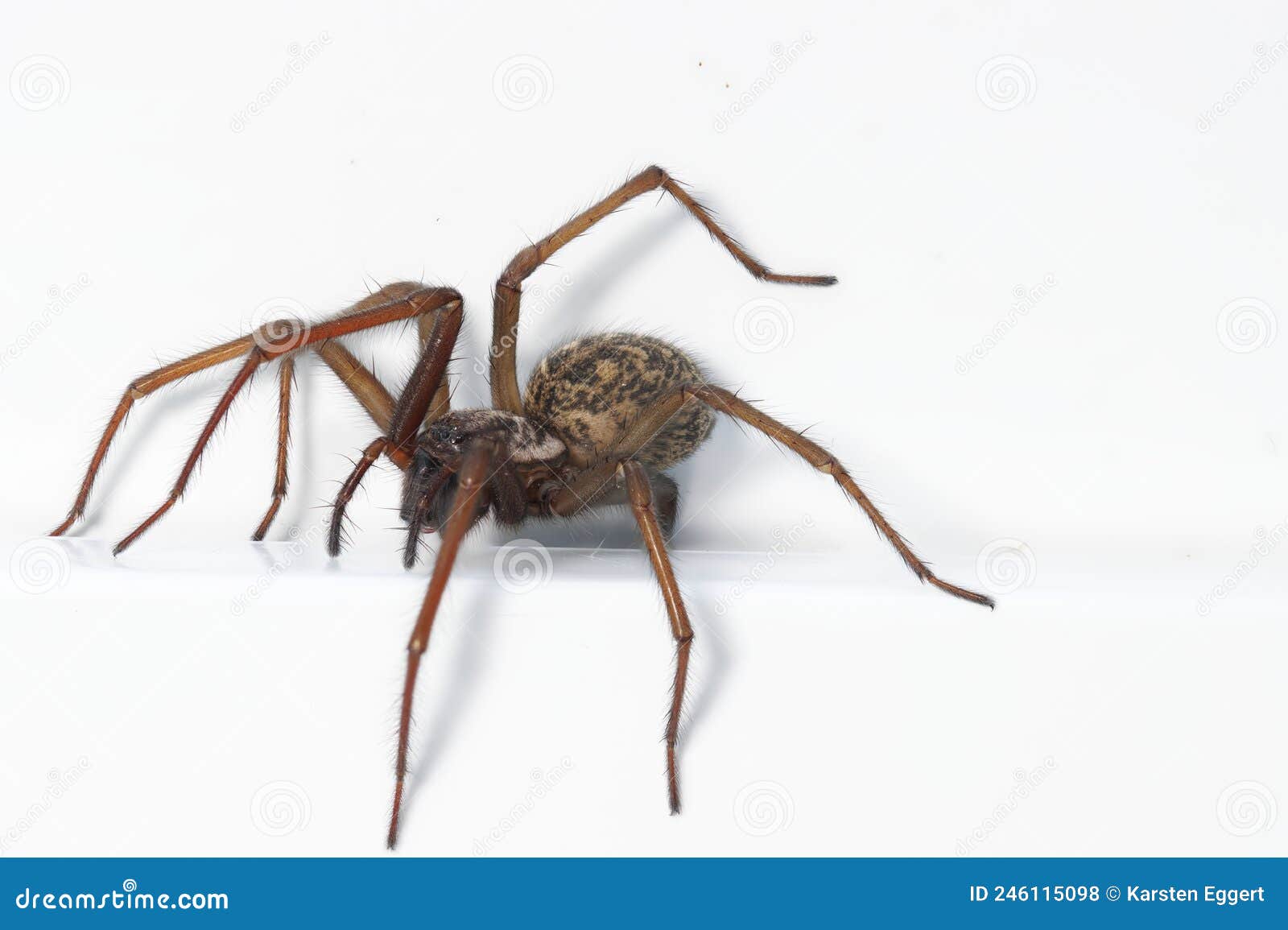 Close Up of a House Angle Spider Stock Photo - Image of color, bright ...