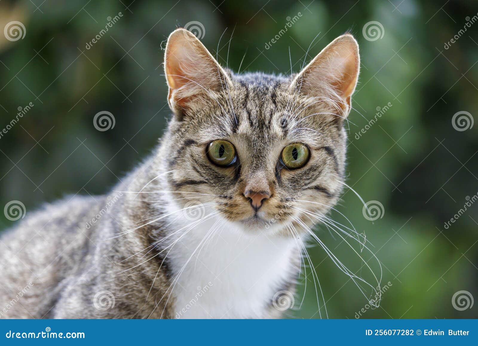 Close up of house cat stock photo. Image of whisker - 256077282
