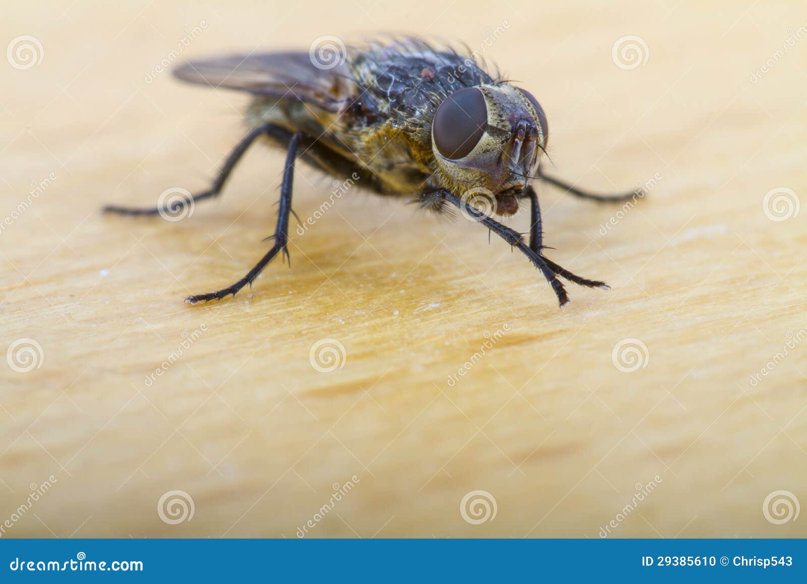 Close up of a House Fly stock photo. Image of house, gold - 29385610