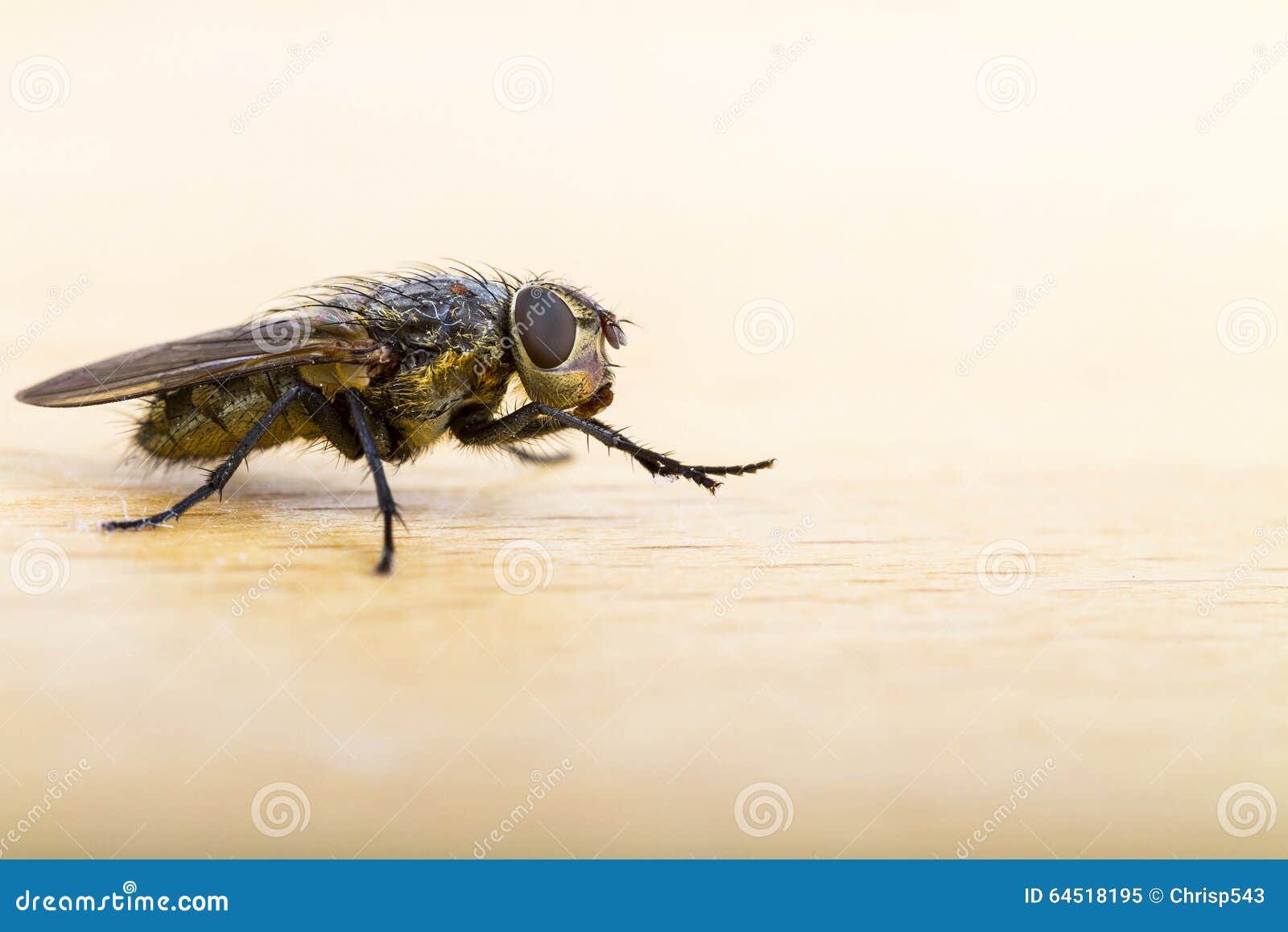 Close up of a House Fly stock image. Image of pest, house - 64518195