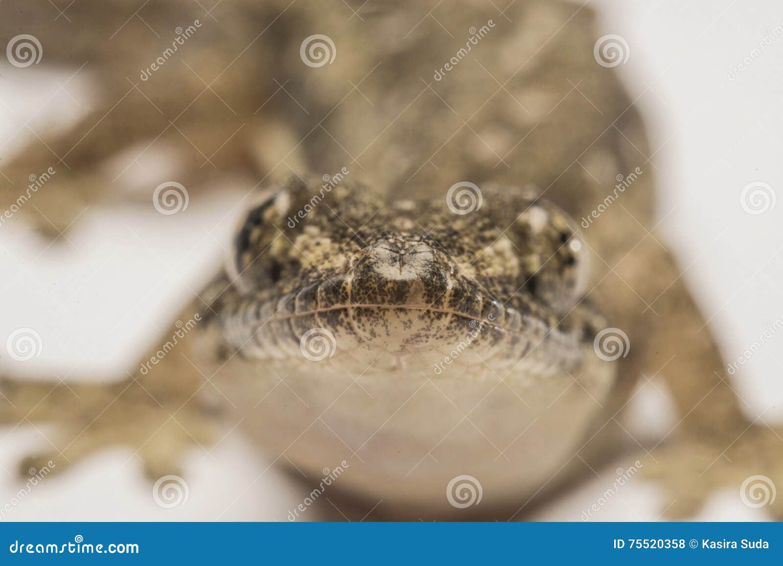 Close Up, the House Lizard, Thailand. Stock Photo - Image of flash ...
