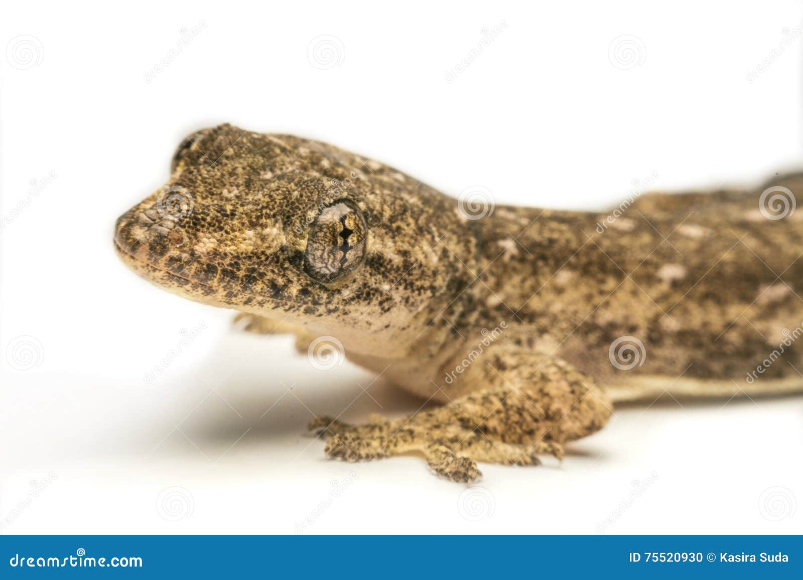 Close Up, the House Lizard, Thailand. Stock Photo - Image of predator ...