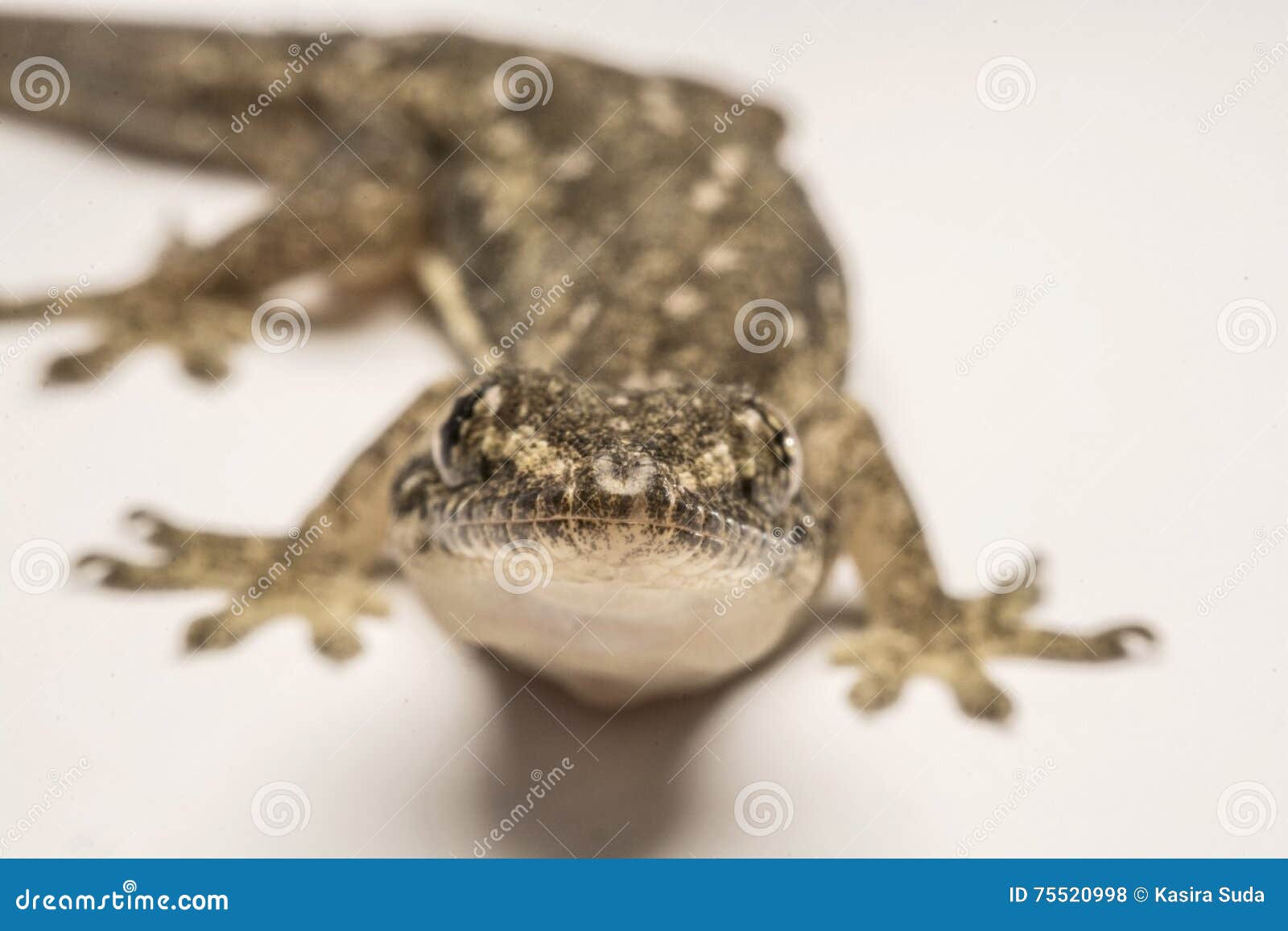 Close Up, the House Lizard, Thailand Stock Photo - Image of reptiles ...