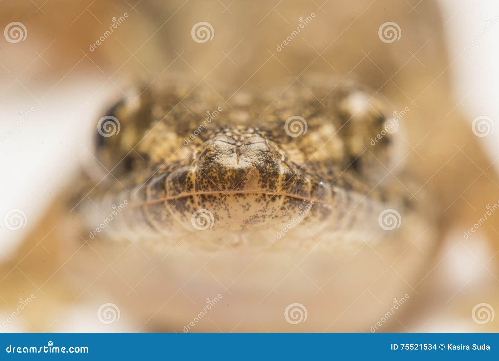 Close Up, the House Lizard, Thailand. Stock Photo - Image of flatbed ...