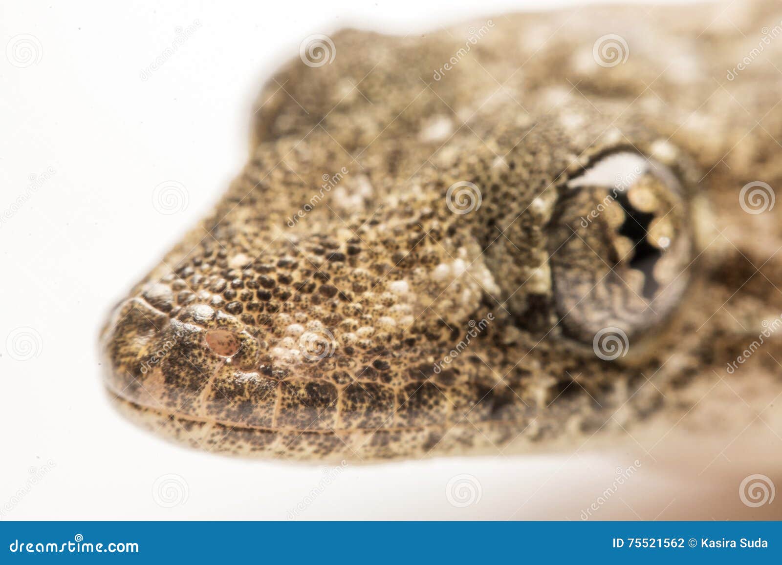 Close Up, the House Lizard, Thailand. Stock Photo - Image of background ...