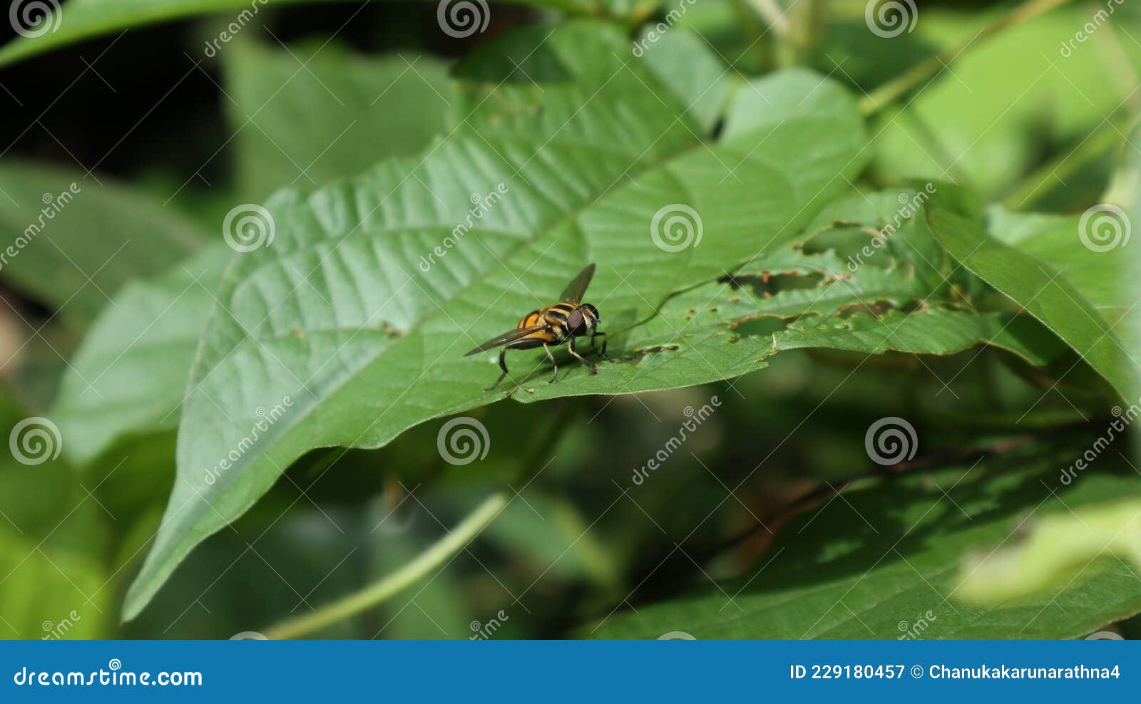 Close Up of a Hover Fly Resting Top of a Green Leaf Stock Image - Image ...