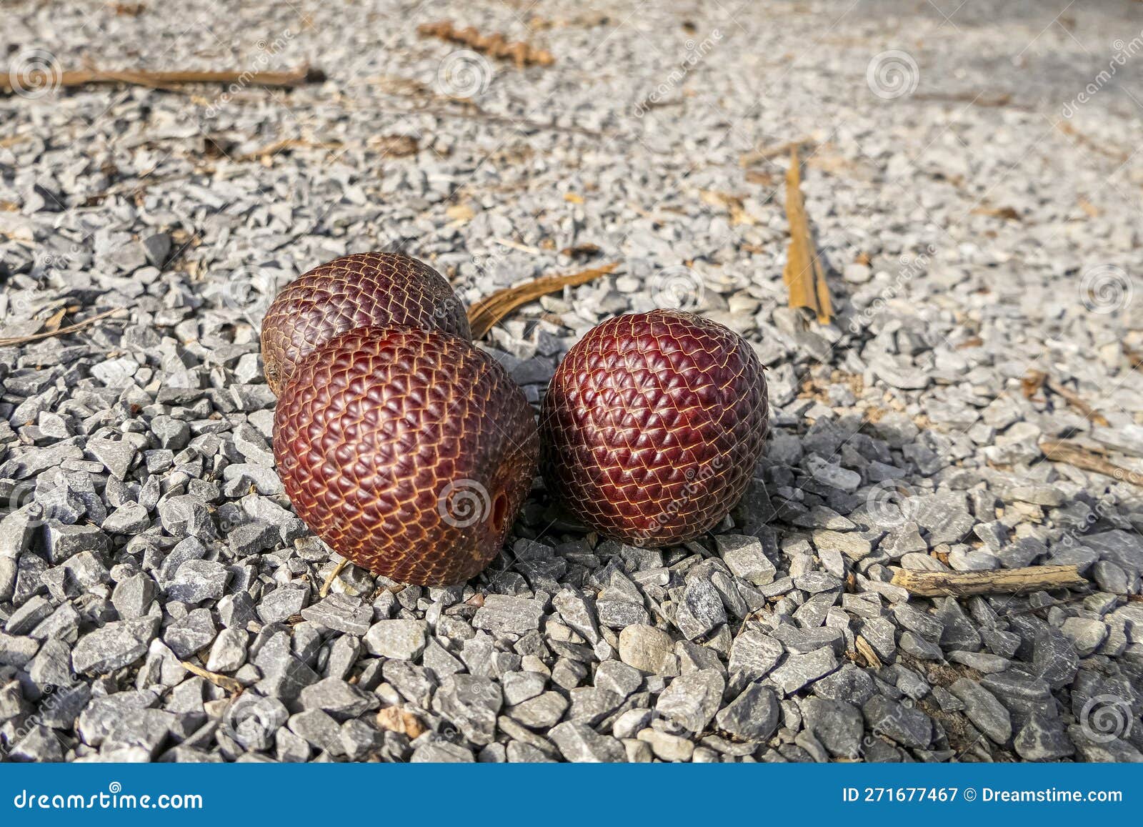Close-up of Three Seed Capsules on Road Surface Stock Image - Image of ...