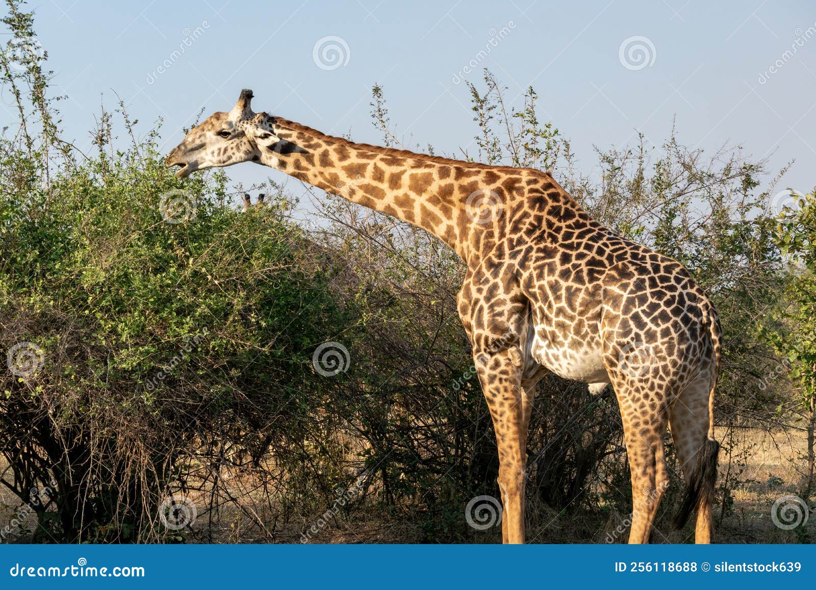 Close-up of a Huge Giraffe Eating in the Bush Stock Photo - Image of ...