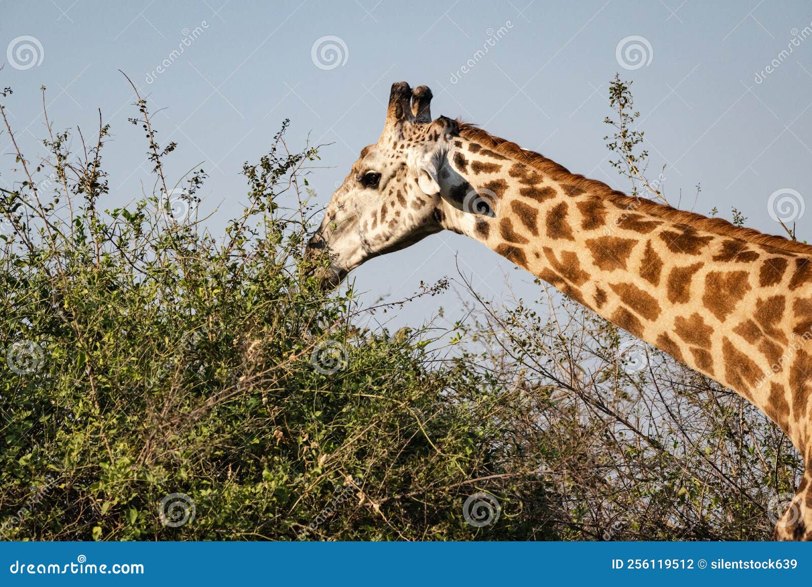 Close-up of a Huge Giraffe Eating in the Bush Stock Photo - Image of ...