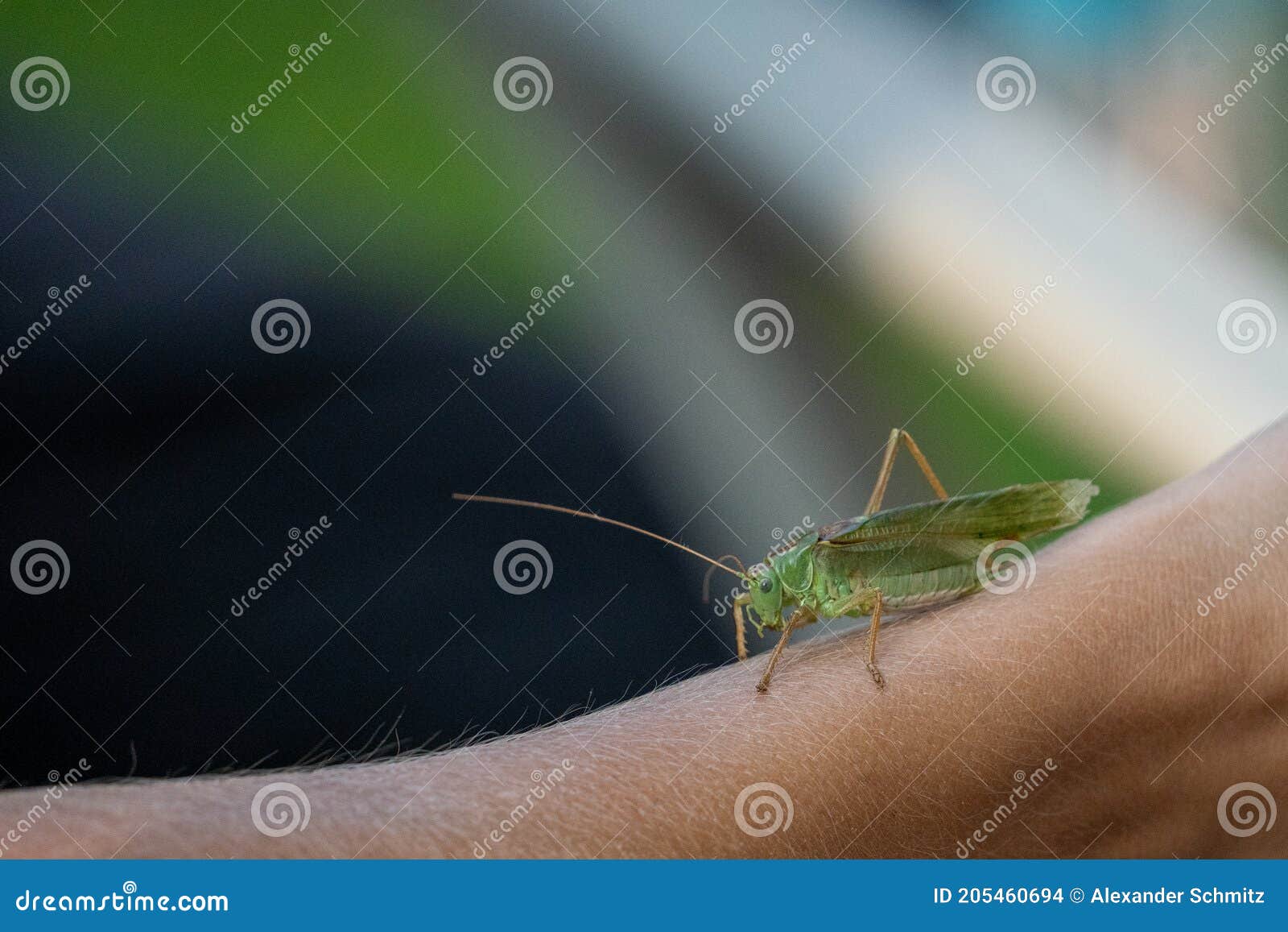Close Up of a Grasshopper Sitting on a Human Arm Stock Photo - Image of ...
