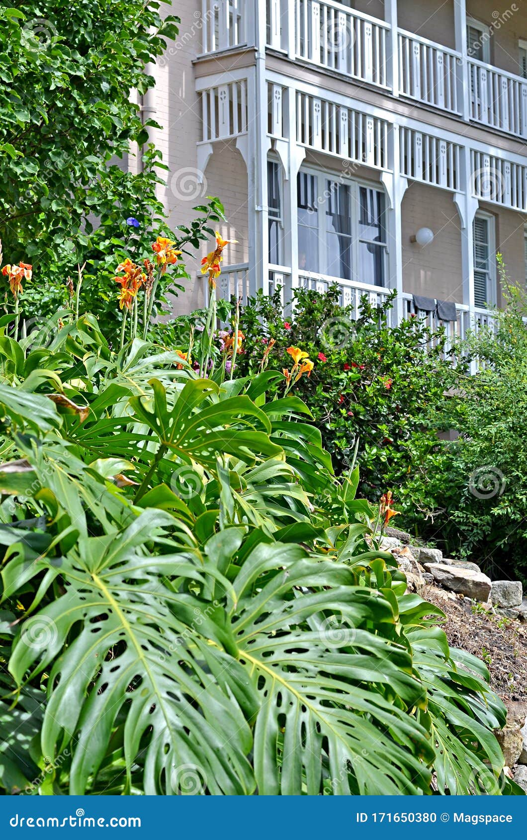 A Close Up of Huge Green Tropical Leaf. Split Leaf Philodendron Stock ...