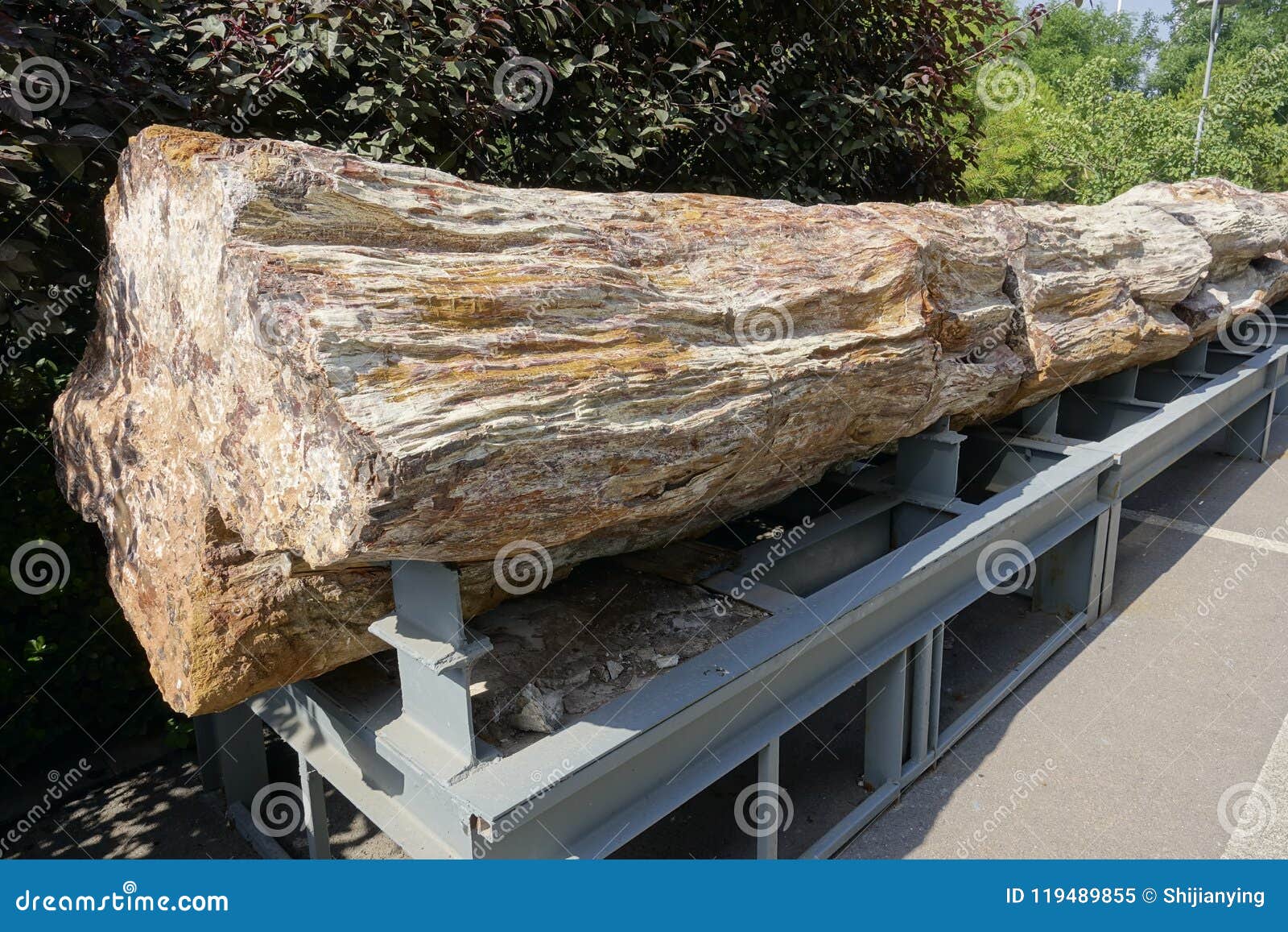 Tree fossil stock image. Image of closeup, phytolith - 119489855