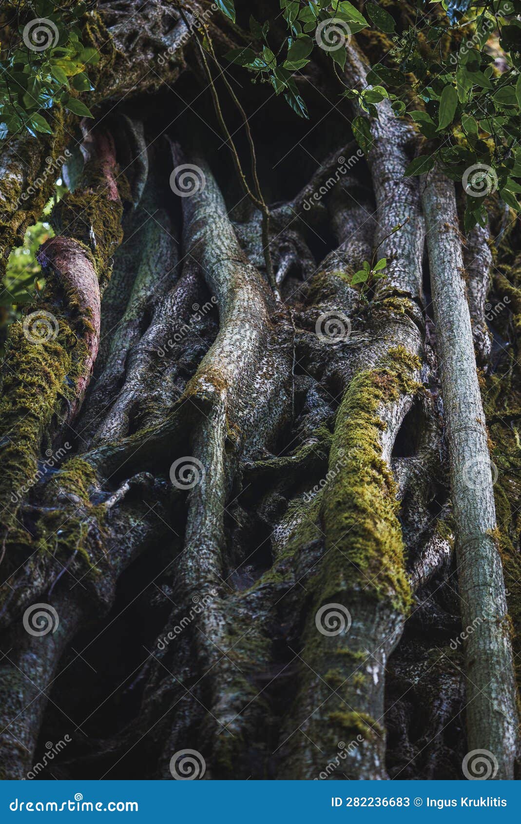 Close Up of Huge Tree Trunk Growing in Forest Stock Image - Image of ...