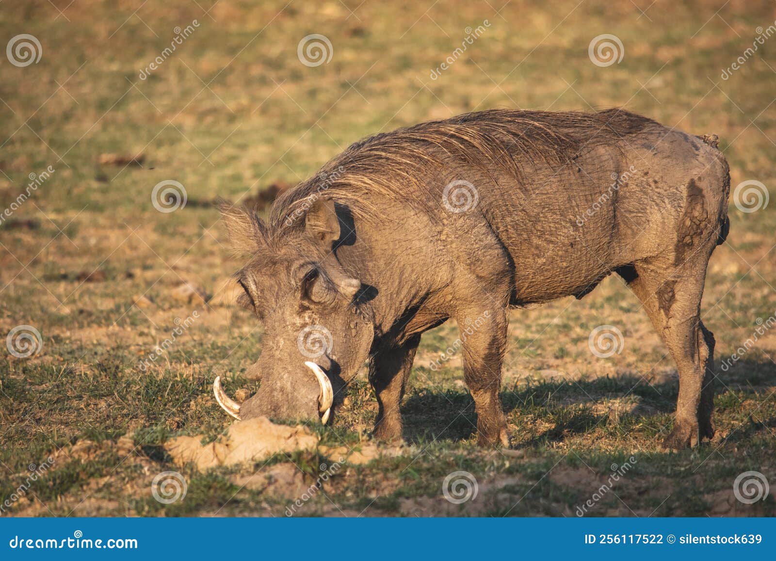Close-up of a Huge Warthog Eating in the Savanna Stock Photo - Image of ...