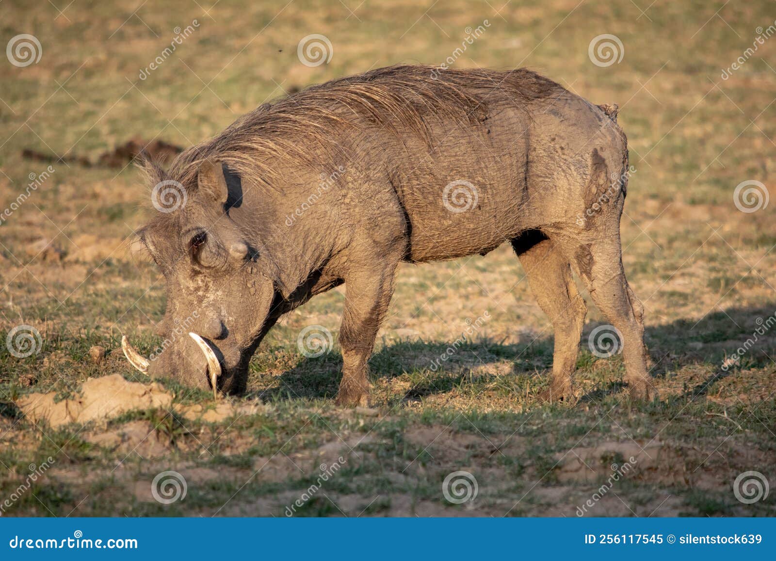 Close-up of a Huge Warthog Eating in the Savanna Stock Image - Image of ...