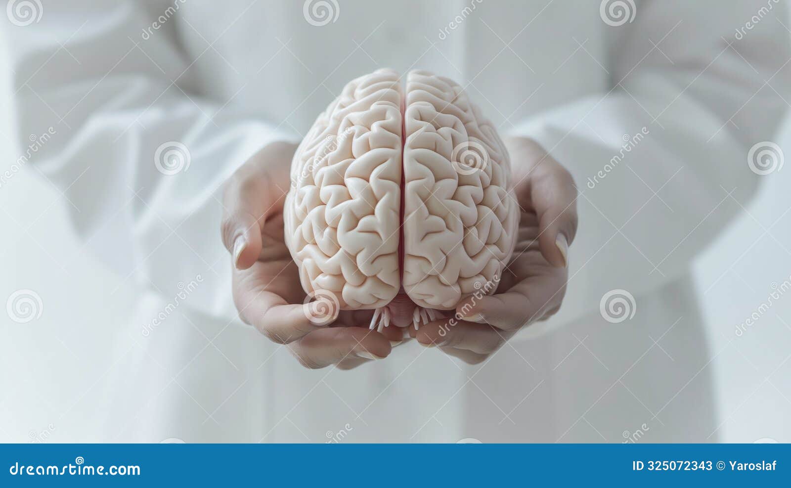 Close Up of Human Brain Model Held by Hands on White Background with ...