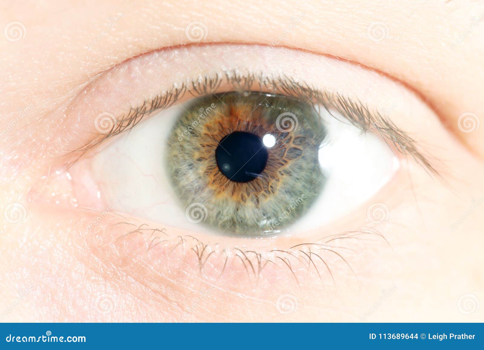 Closeup of a human eye stock photo. Image of pupil, vision - 113689644