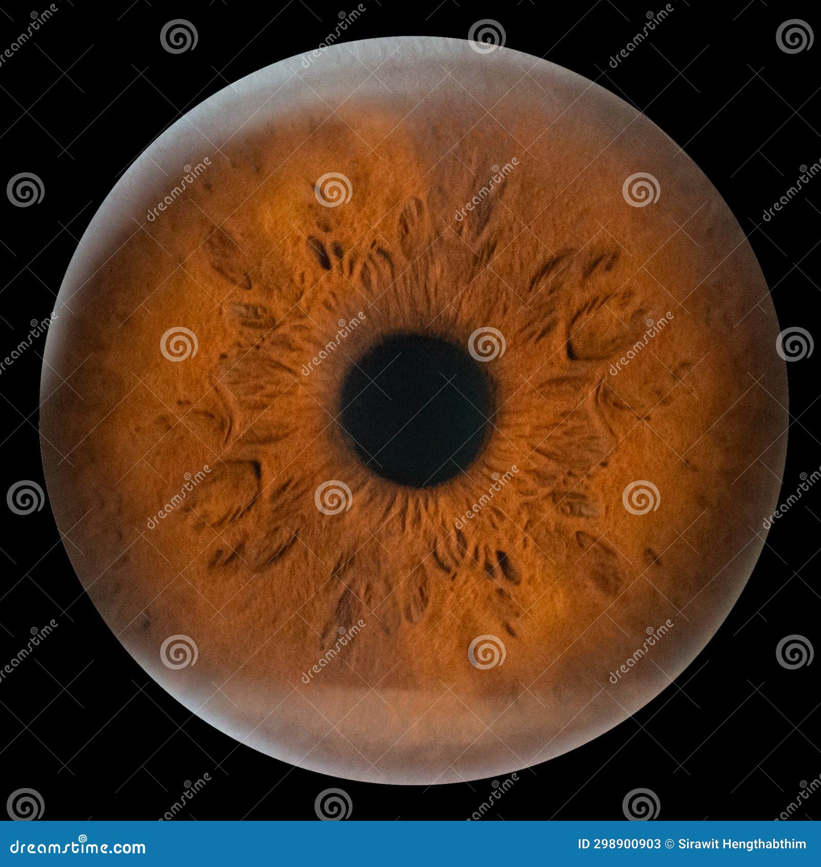 Close Up of Human Eye Iris Brown Color Details on Black Background ...