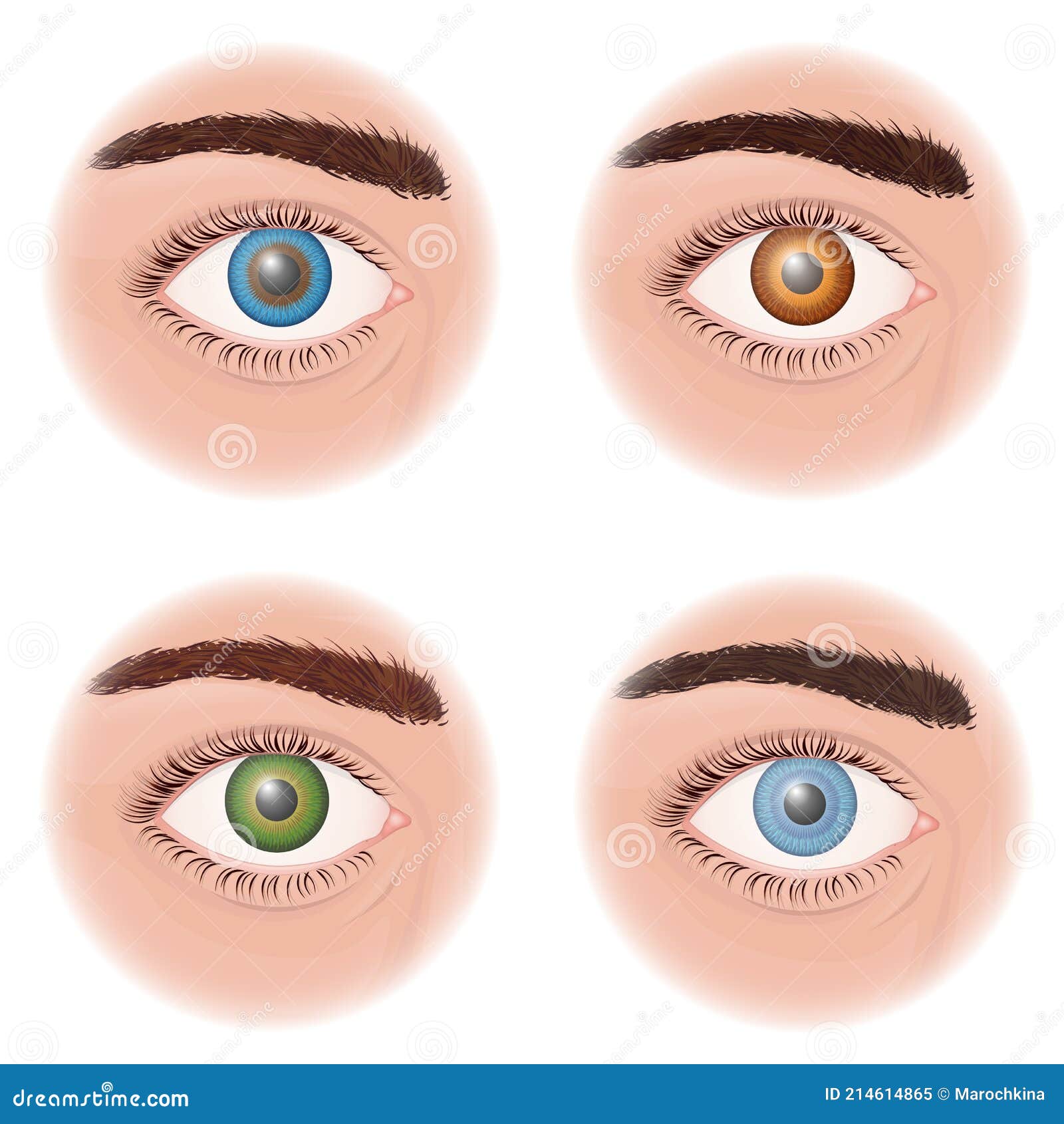 Close-up Human Eye on a White Background Stock Vector - Illustration of ...