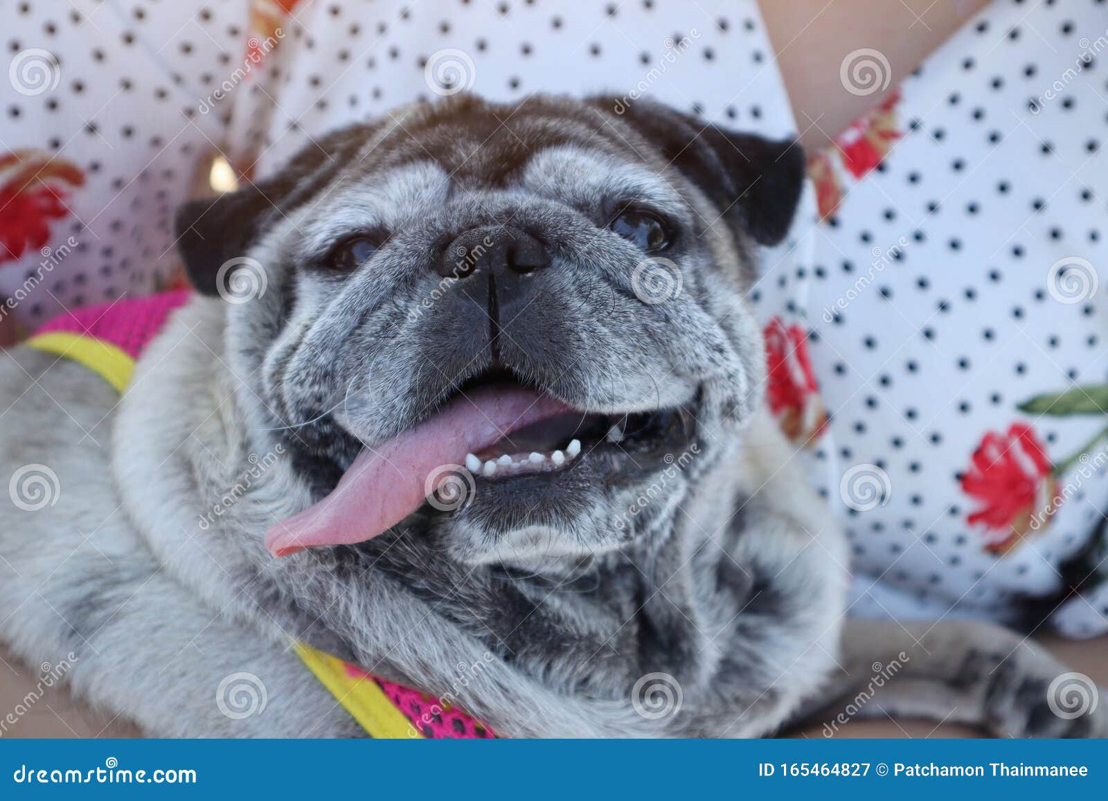 Close-up of a Human Face, Pug Dog Face, Funny Face, Fat Dog Stock Image ...