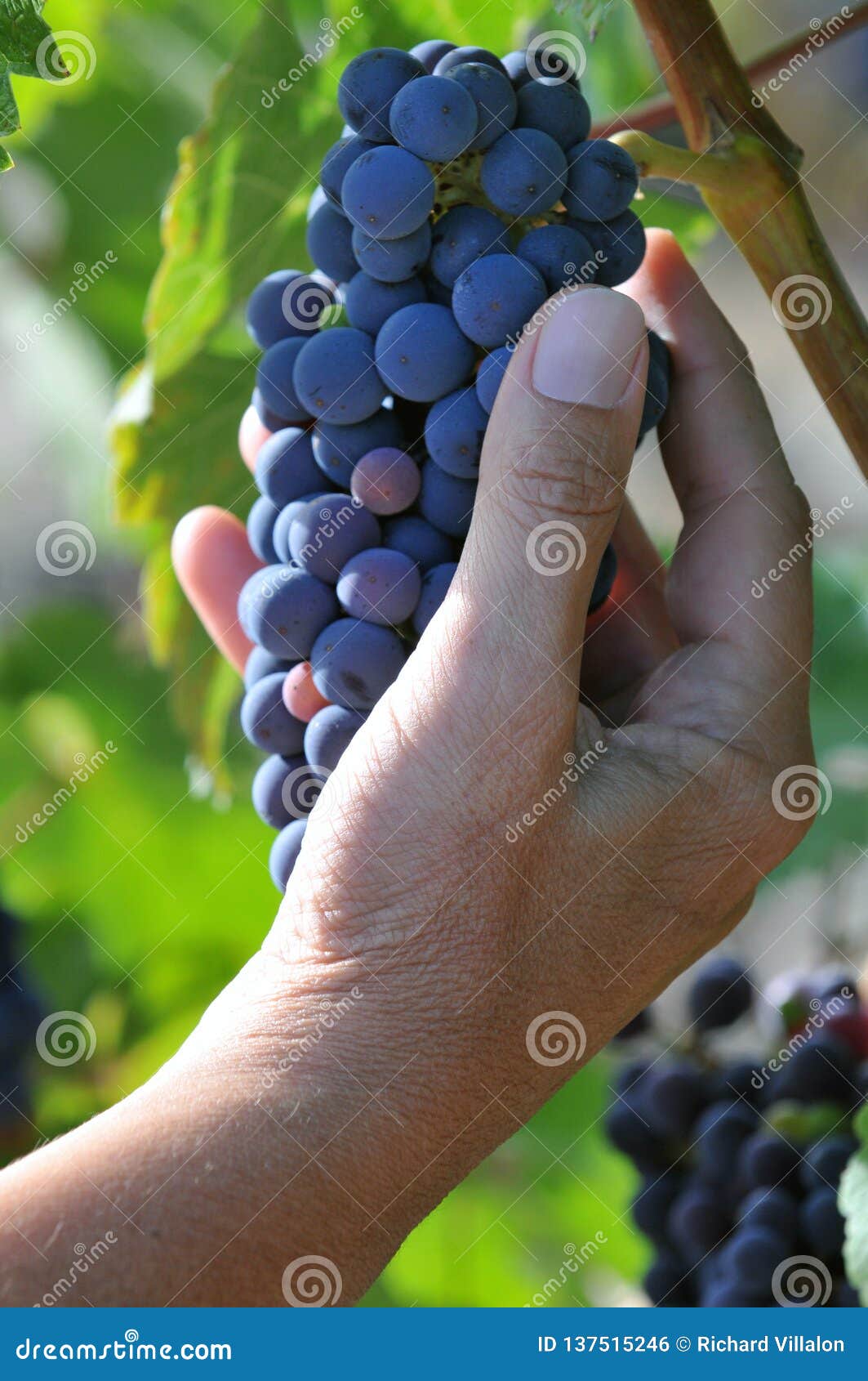 Picking a bunch of grapes stock photo. Image of hand - 137515246