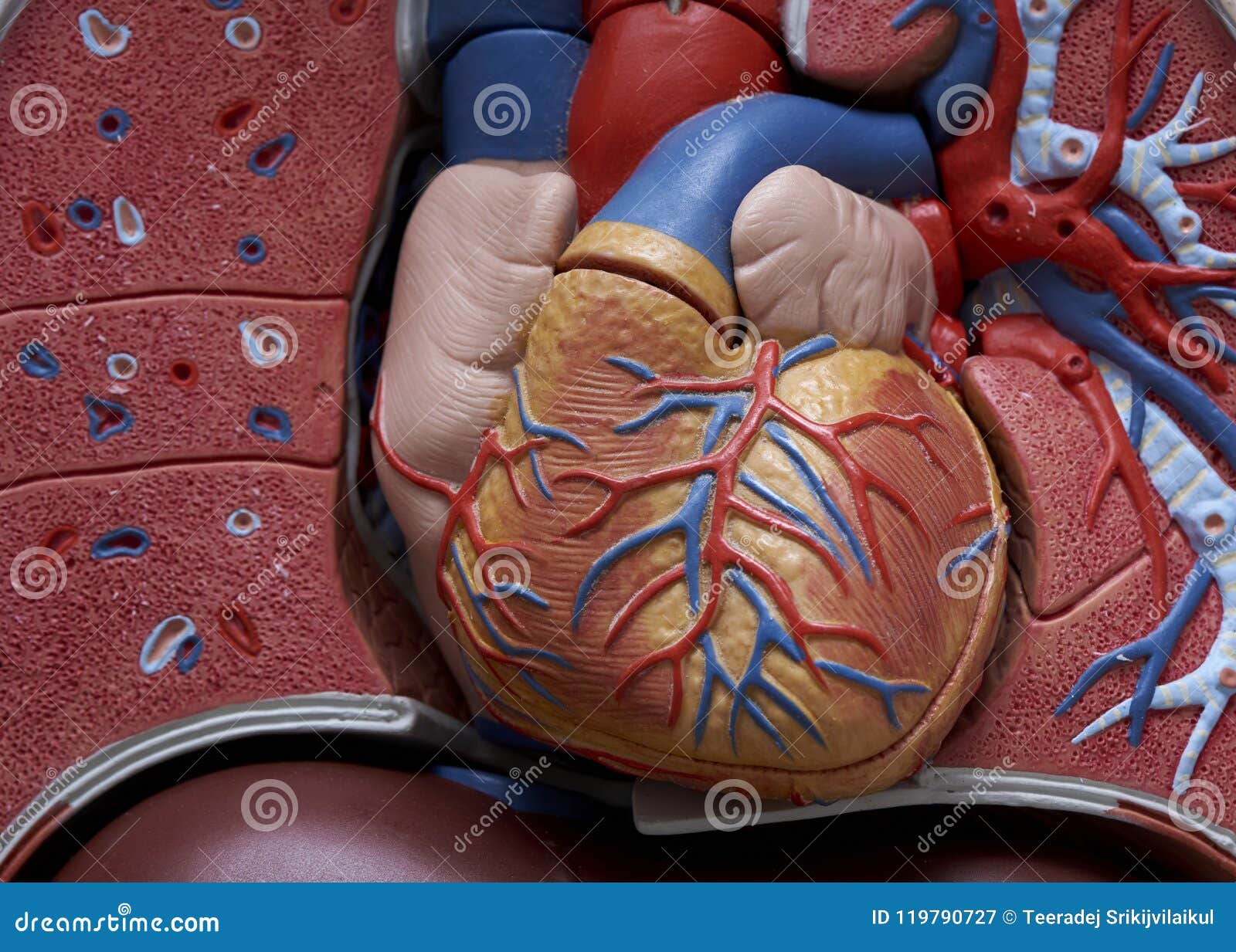 Close-up of Human Model Upper Body Stock Image - Image of cava, organ ...